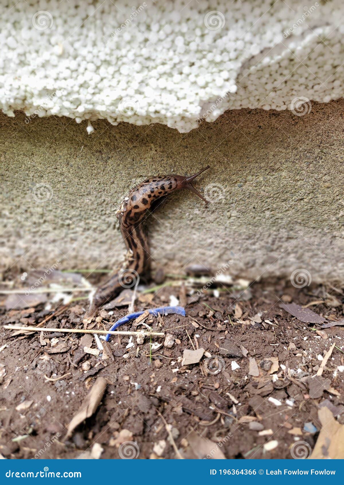 Slug fun stock photo. Image of brown, black, dirt, striped - 196364366