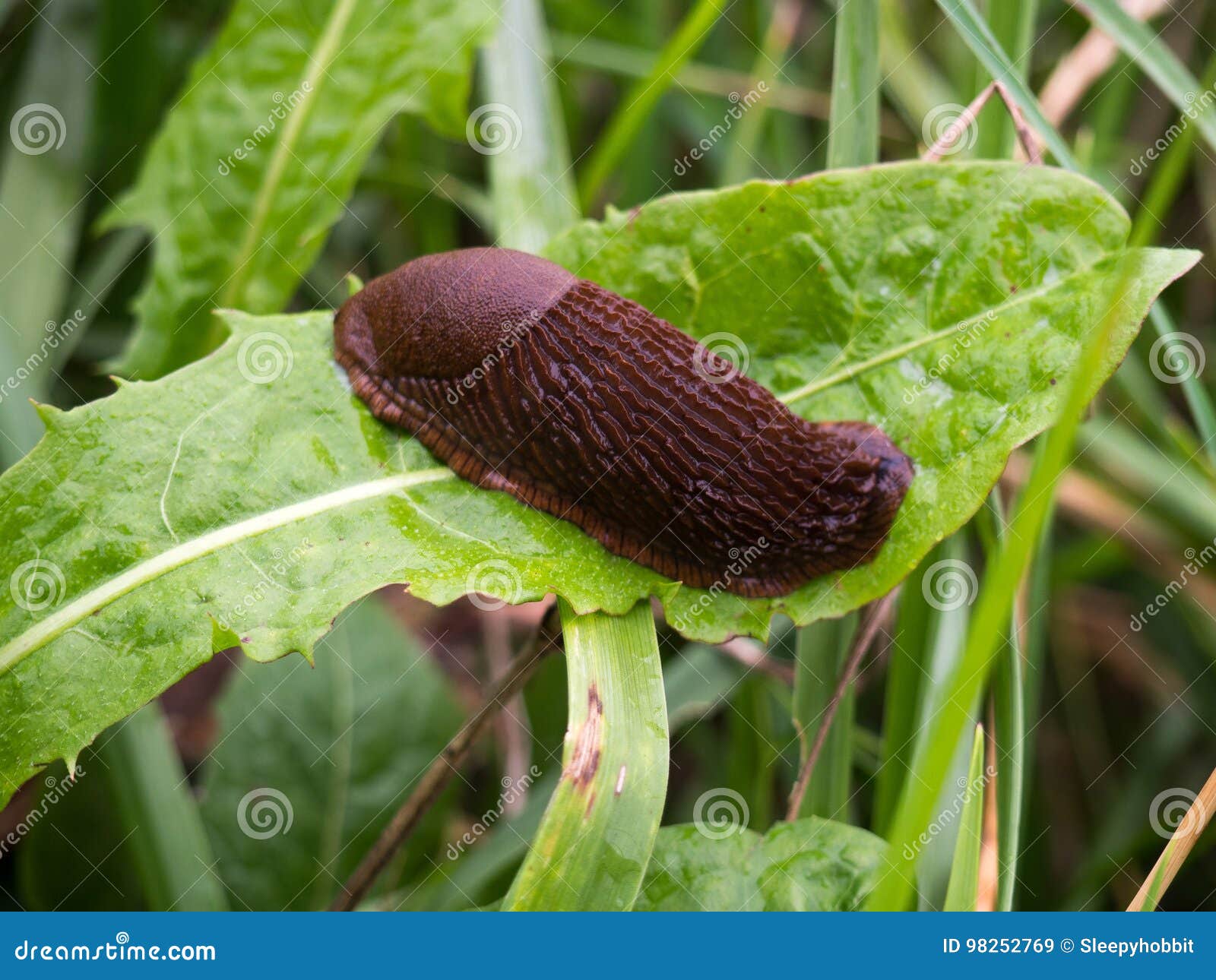 Slug in the garden stock image. Image of nature, invasive - 98252769