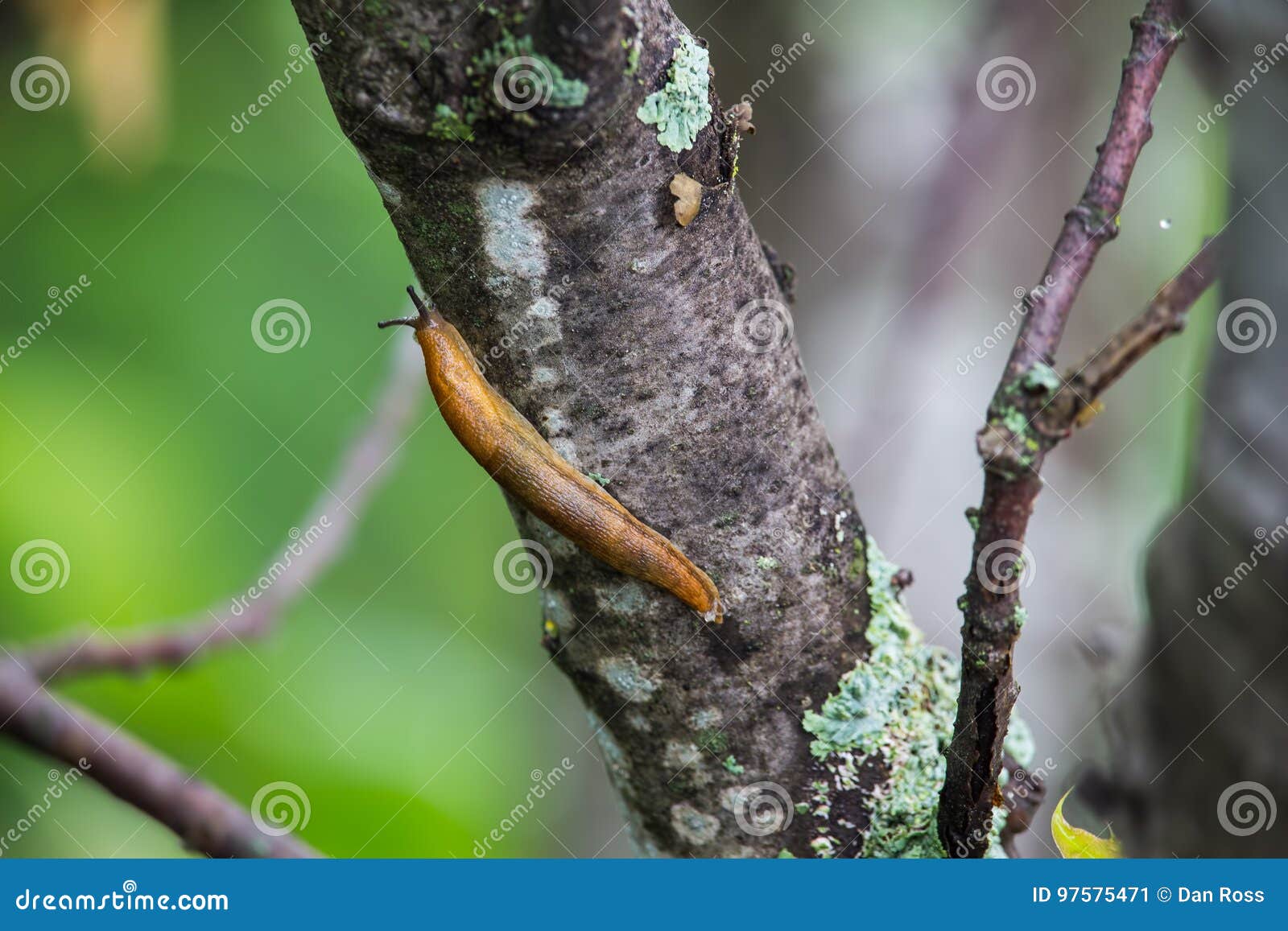 A Slug Glides Over the Bark of a Lichen Covered Tree in the Forest ...