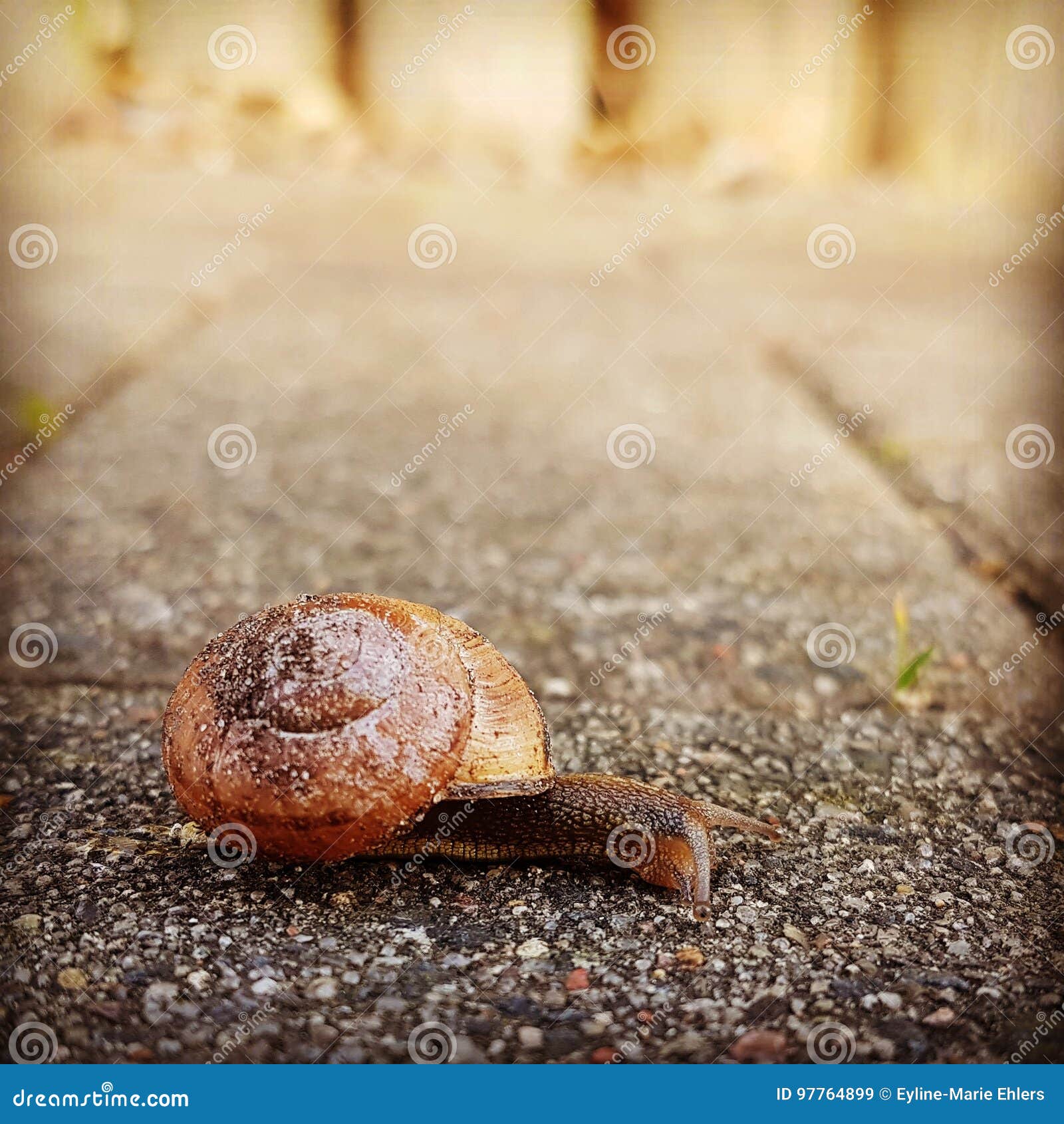 Slug stock image. Image of slug, road, little, animal - 97764899