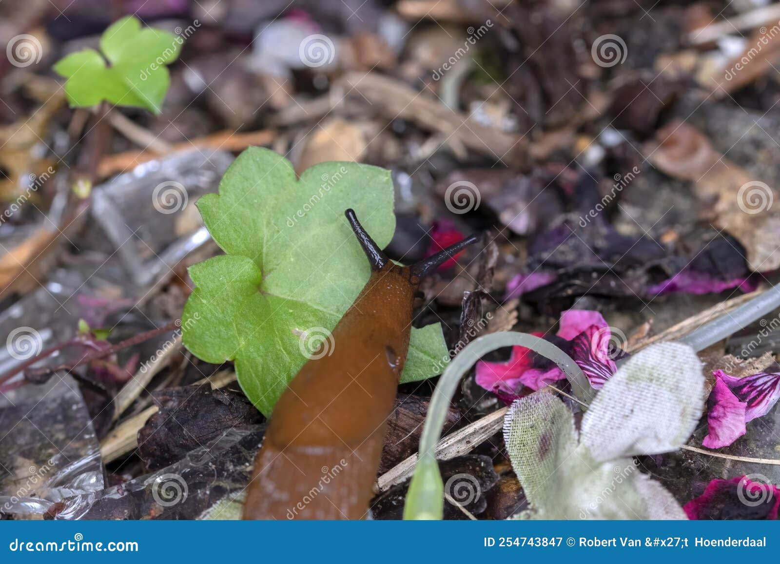 Slug Going through Trash at Amsterdam the Netherlands 22-7-2022 Stock ...
