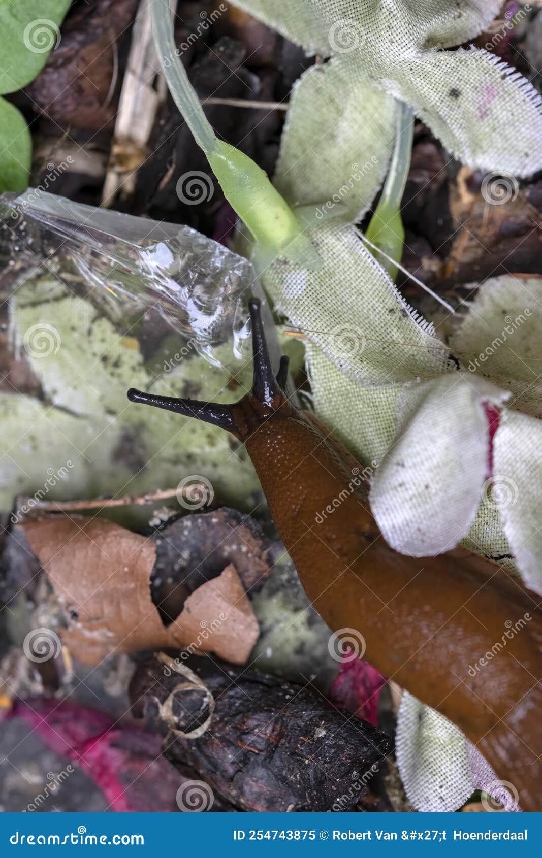 Slug Going through Trash at Amsterdam the Netherlands 22-7-2022 Stock ...