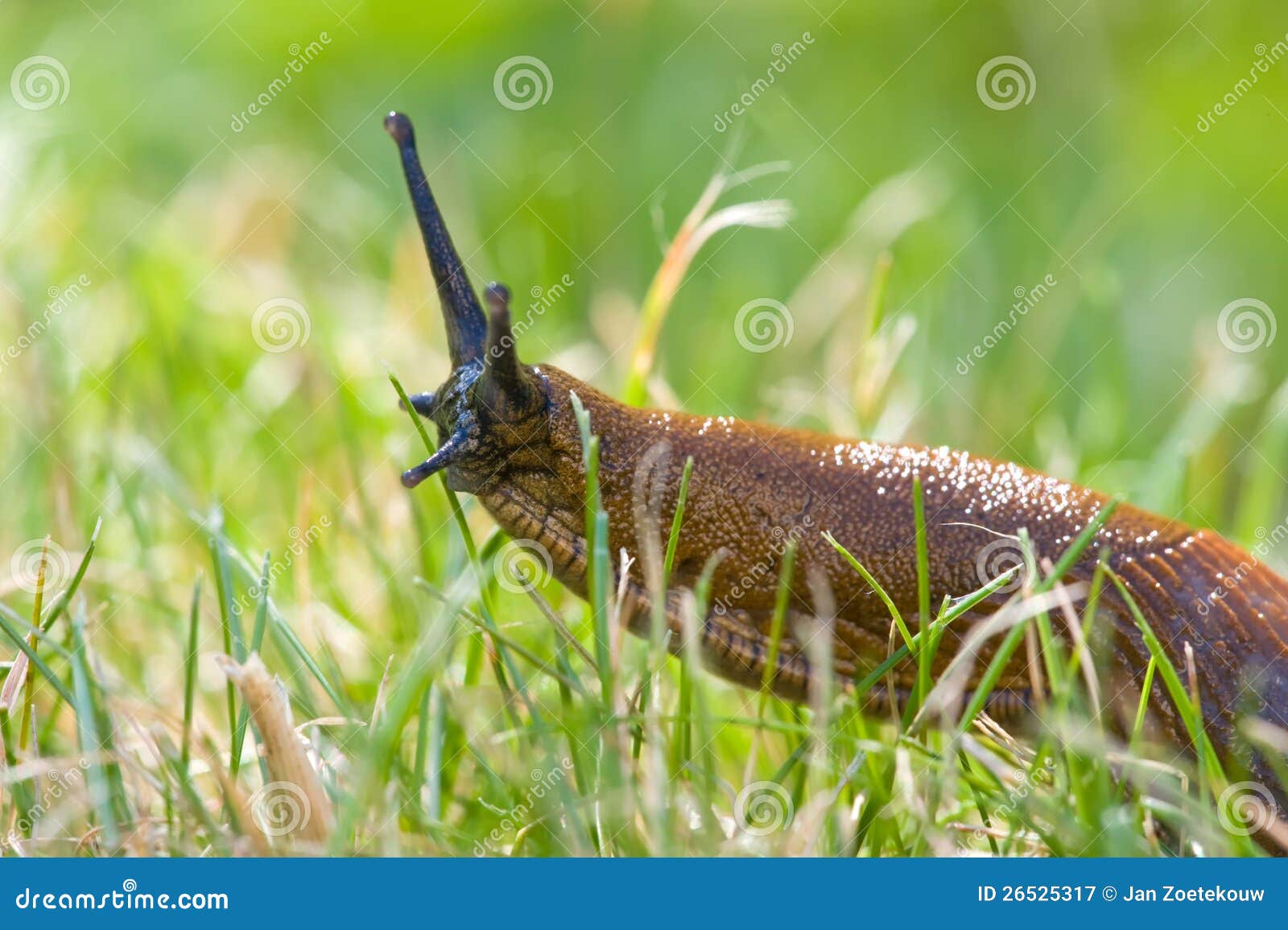 Slug in the grass stock image. Image of lawn, green, macro - 26525317