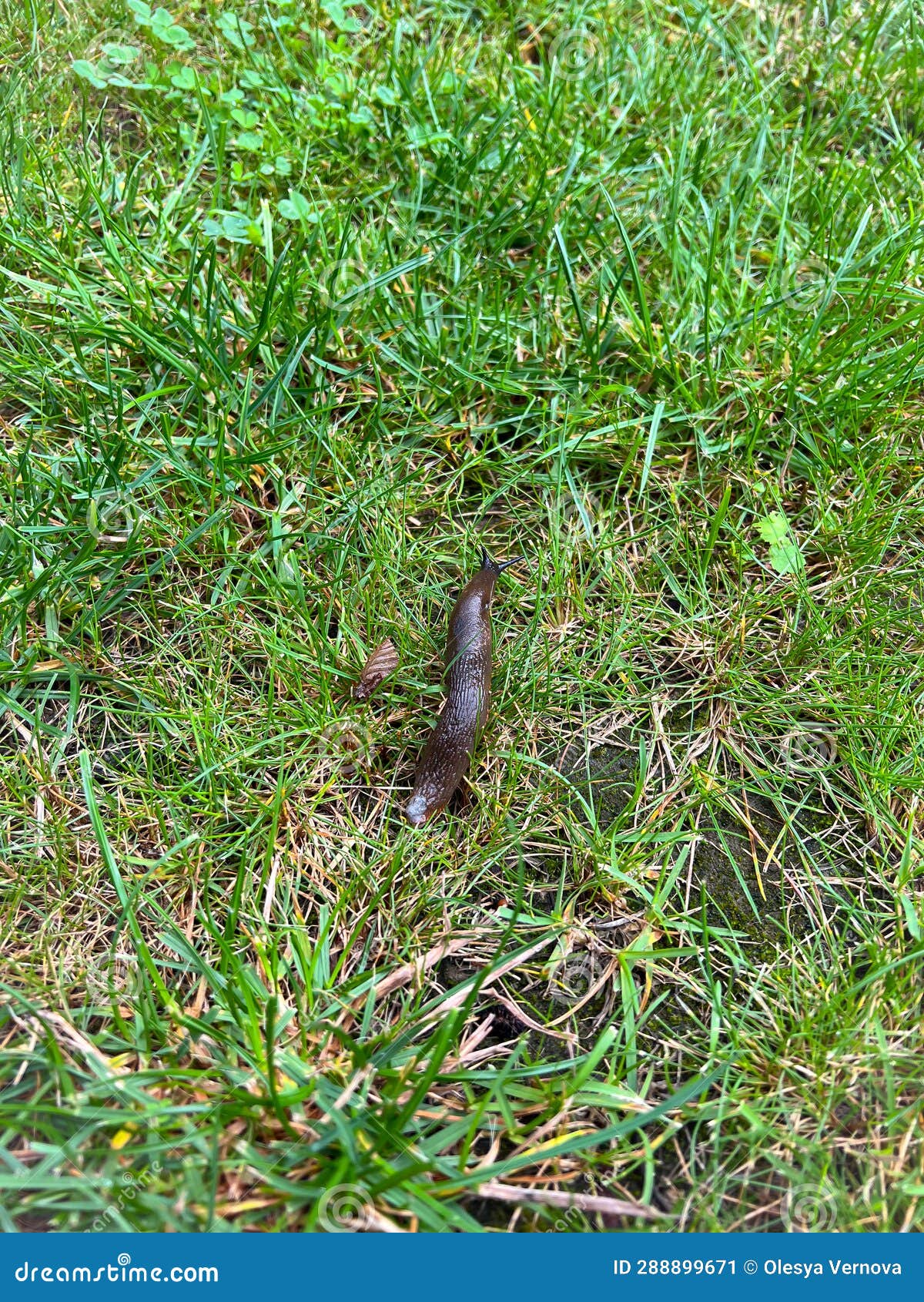 A Slug on Green Grass. Top View Stock Image - Image of arion, green ...