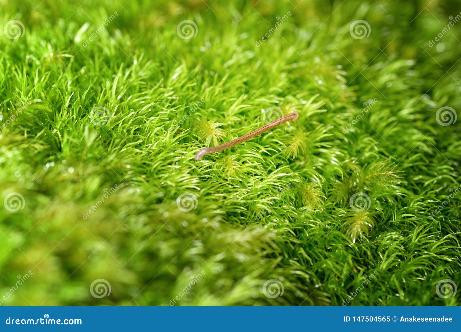 Slug on green leaf stock image. Image of pest, black - 147504565