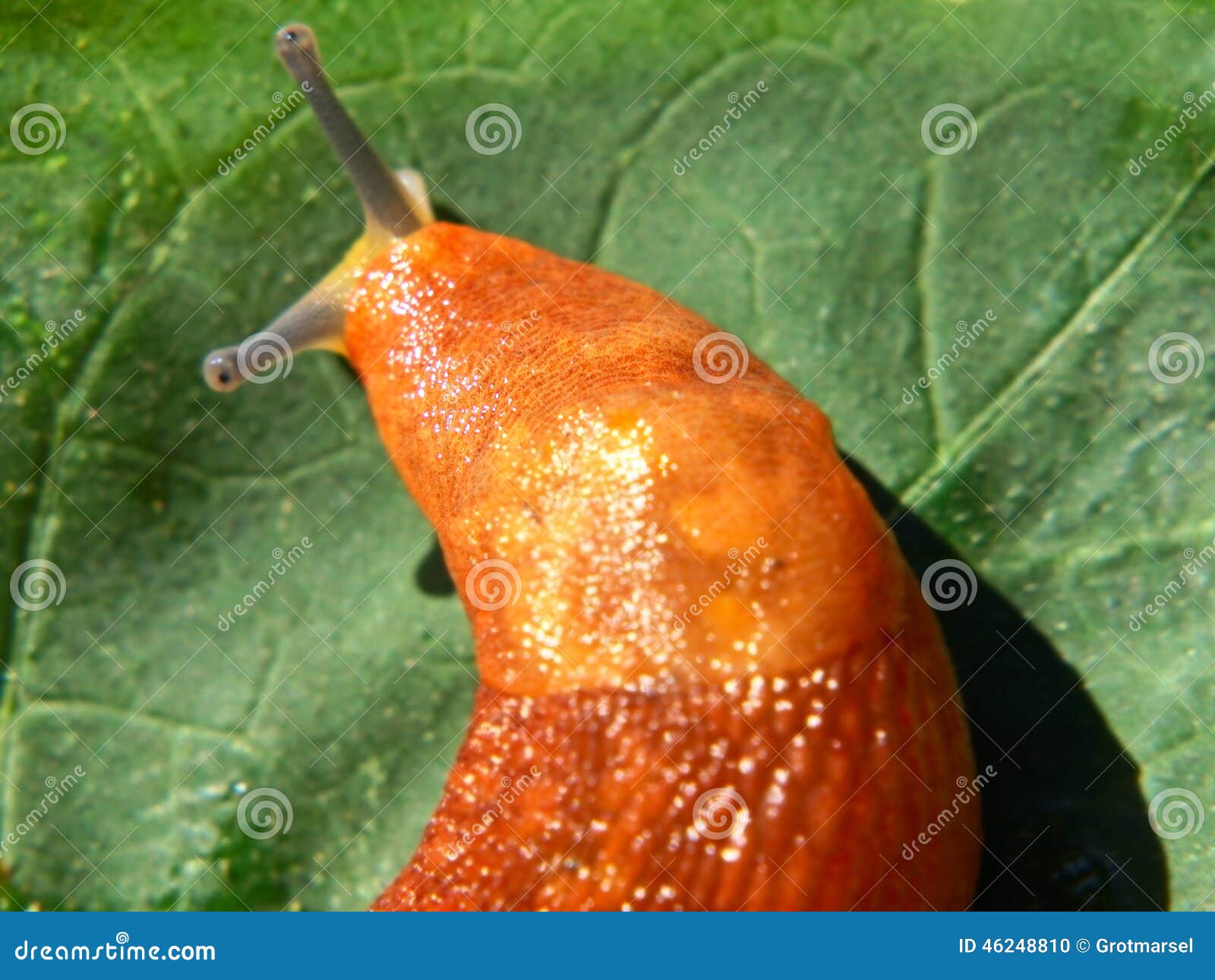 Slug on green leaf. stock photo. Image of brown, mucus - 46248810