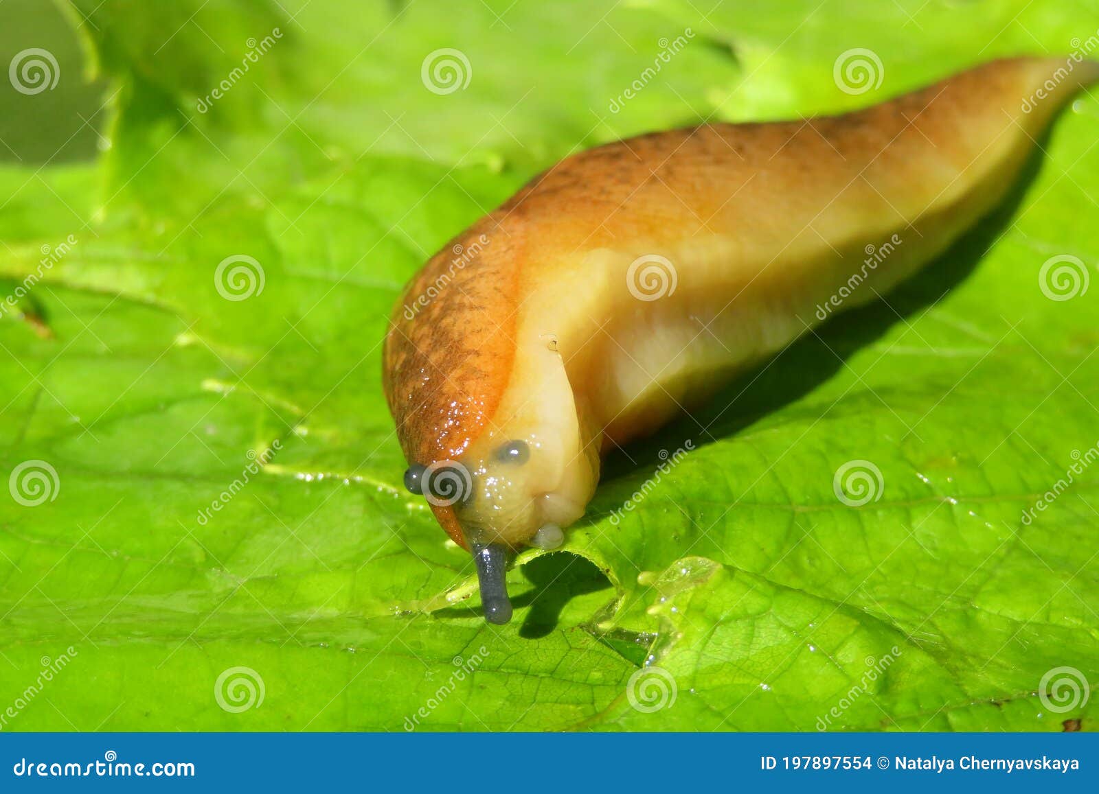 Slug on Green Leaves, Closeup Stock Photo - Image of body, grape: 197897554
