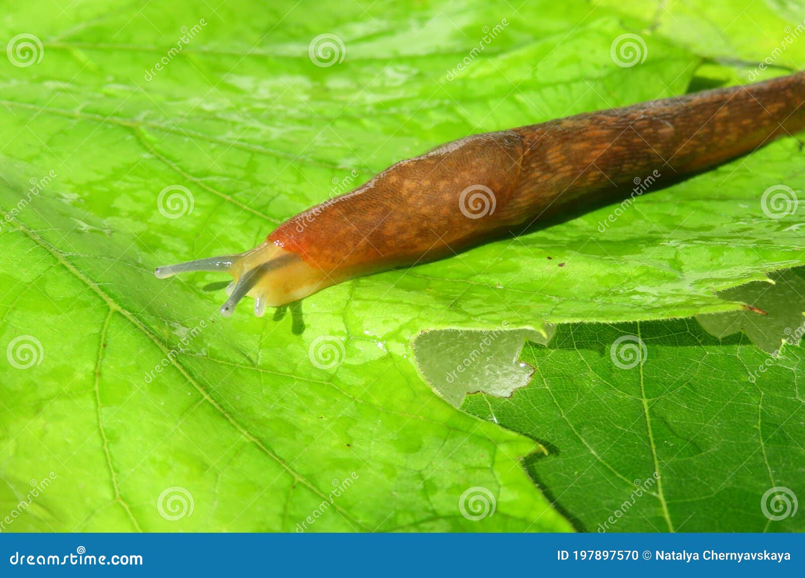 Slug on Green Leaves, Closeup Stock Photo - Image of grape, ecology ...