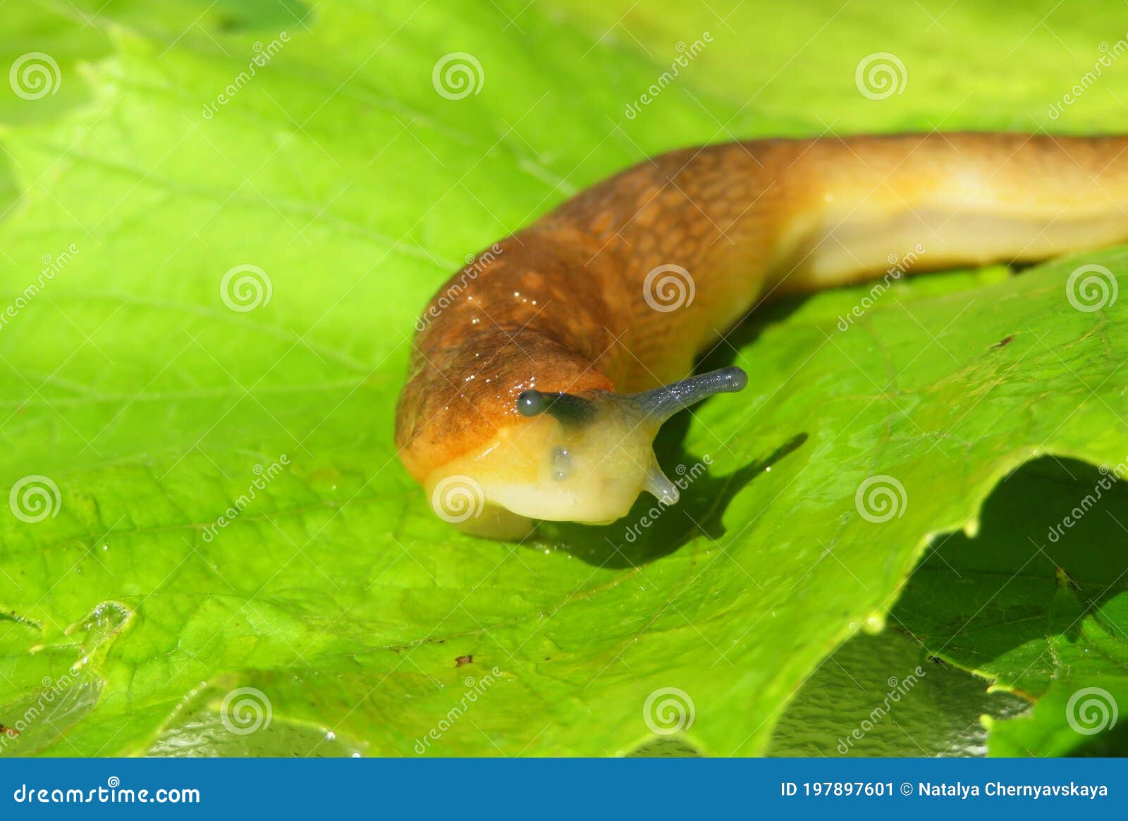 Slug on Green Leaves, Closeup Stock Image - Image of meadow, gold ...
