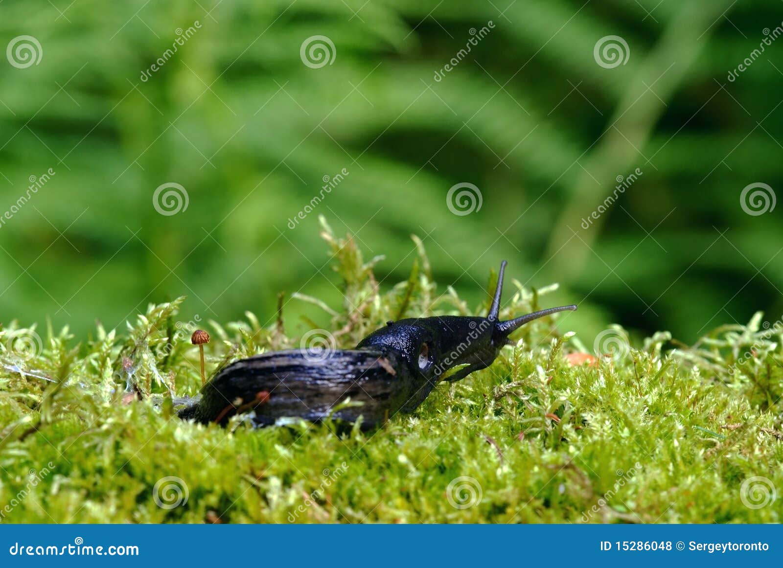 Slug on green moss stock photo. Image of green, brown - 15286048