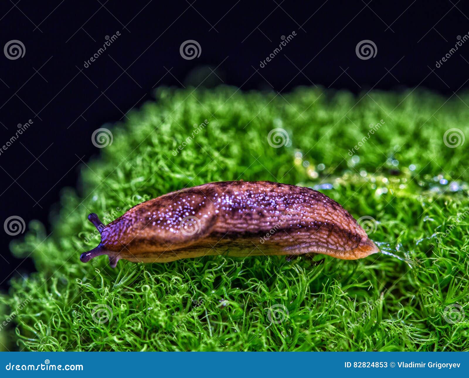 Slug stock image. Image of crustaken, green, slug, closeup - 82824853