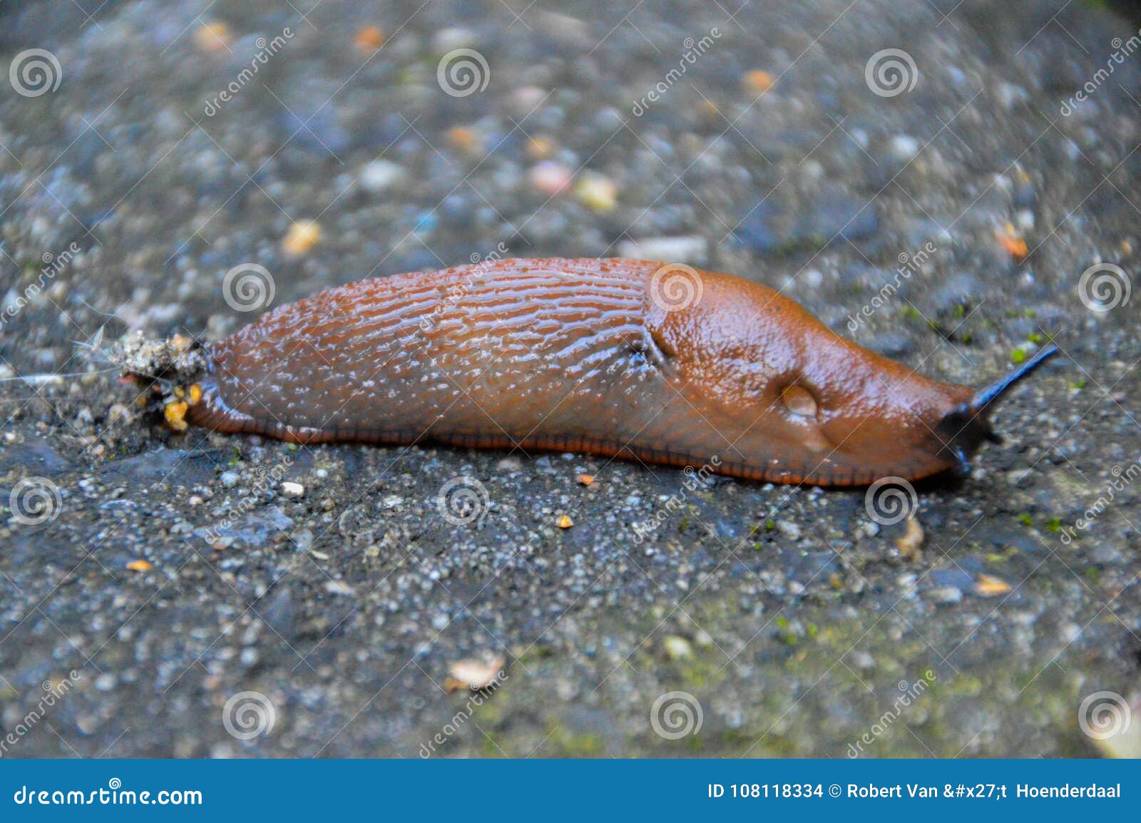 Slug on the Ground stock photo. Image of close, ground - 108118334