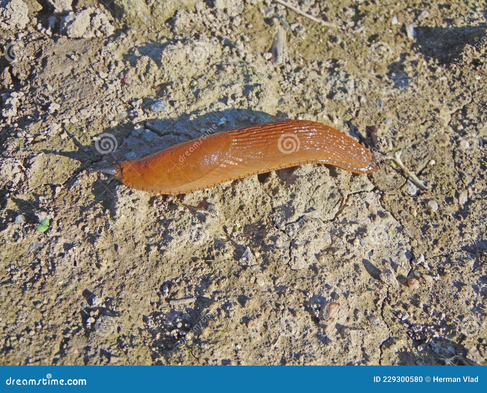 Slug on the Ground - Romania Stock Photo - Image of field, wildlife ...