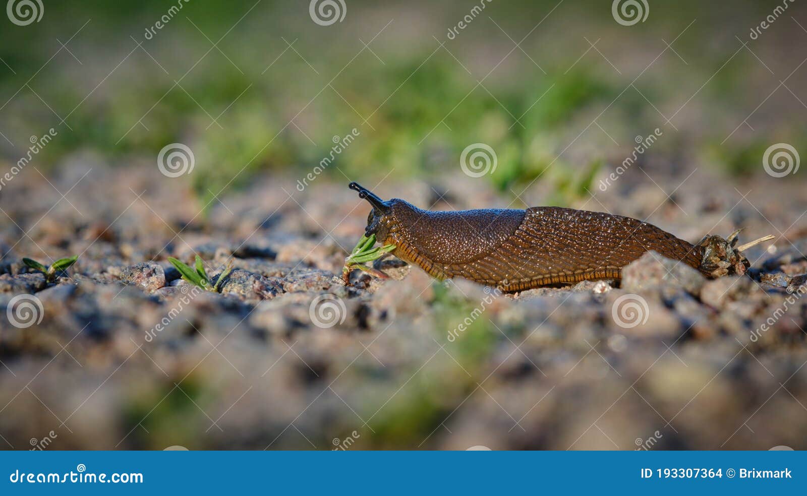 A slug on the ground stock photo. Image of bokeh, body - 193307364