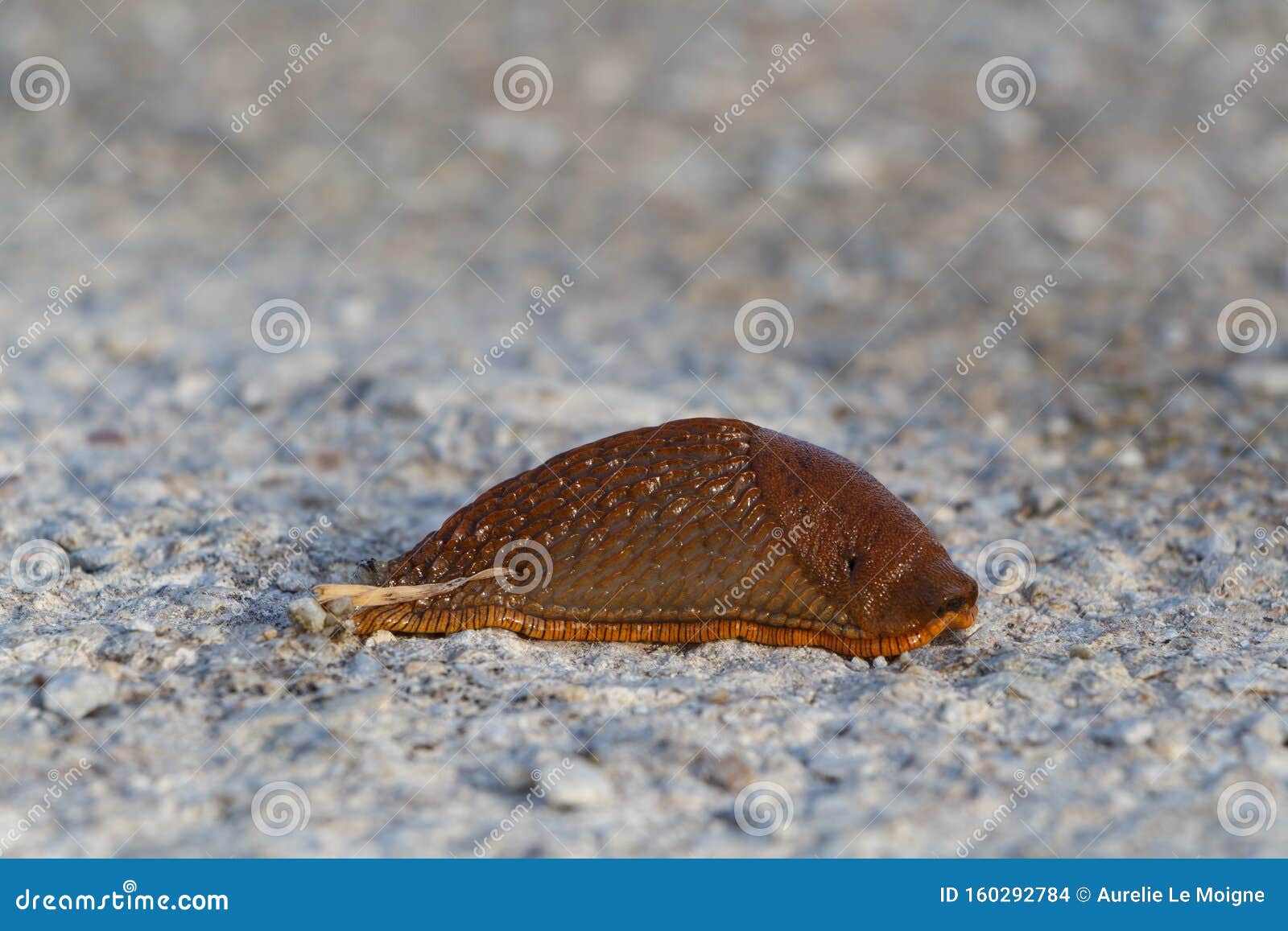 Slug on the ground stock photo. Image of mollusk, invertebrate - 160292784