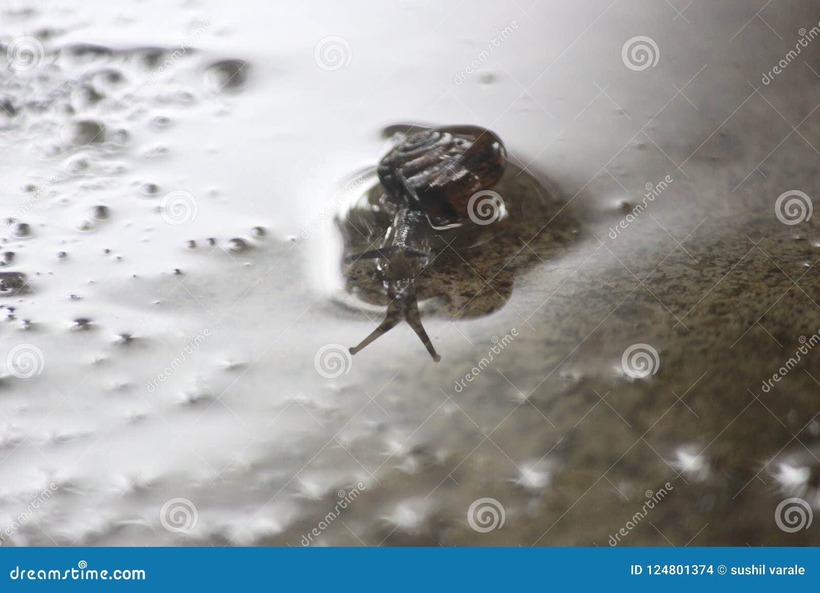 Slug stock photo. Image of nature, world, slug - 124801374