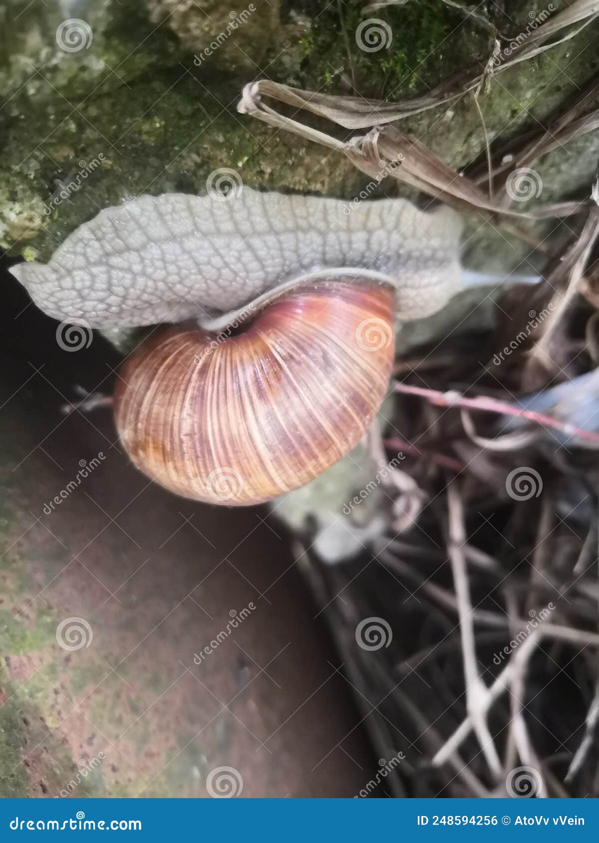 Slug and House stock photo. Image of fungus, animal - 248594256