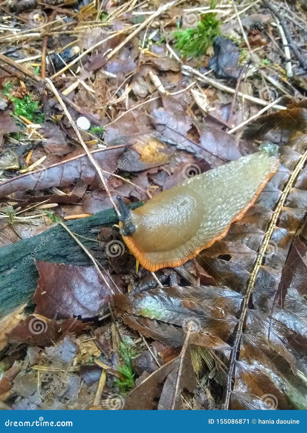 Slug Huge Banana Bug Orange Bog Stock Image - Image of orange, slug ...