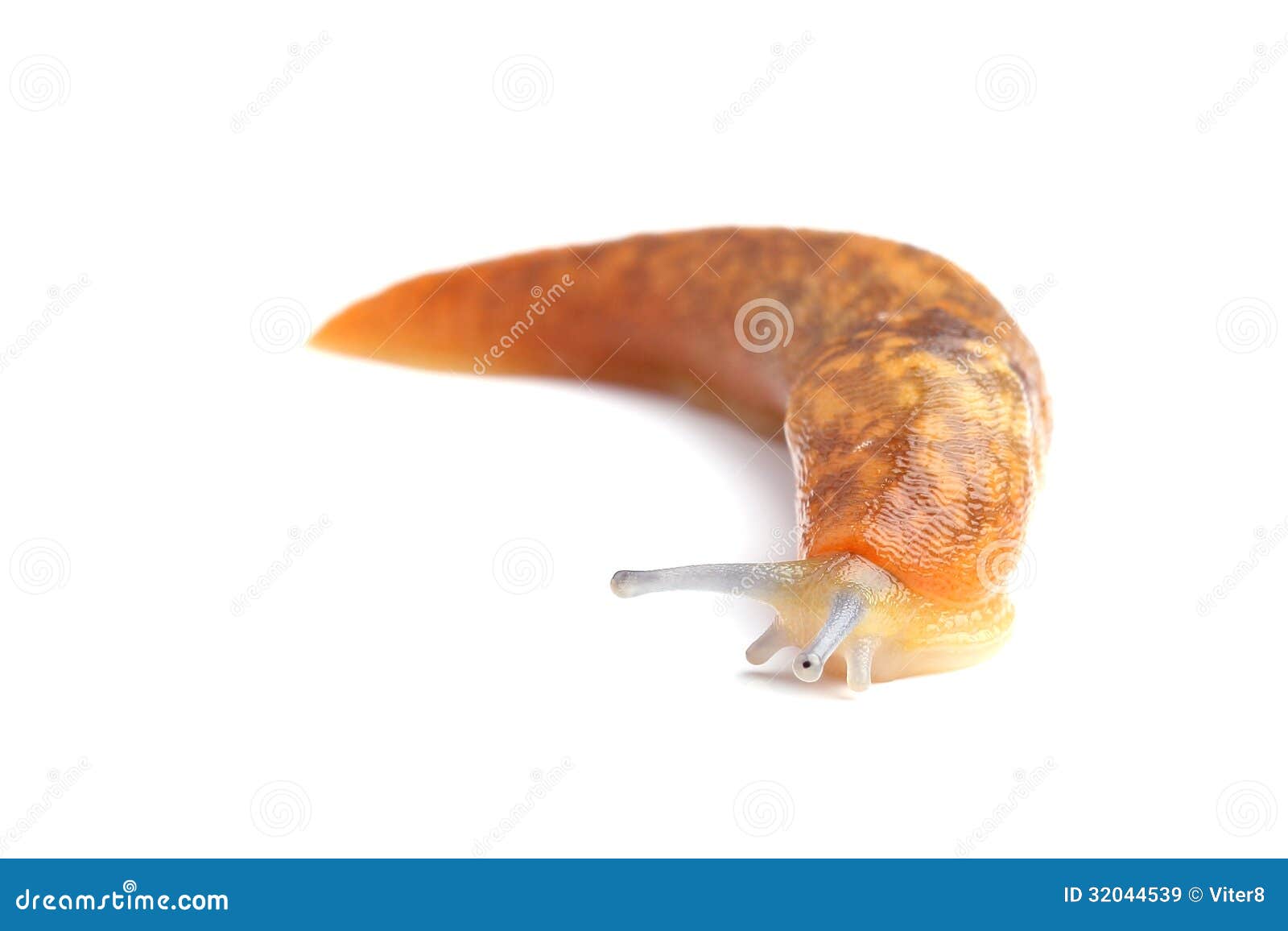 Slug isolated on white stock image. Image of snail, animal - 32044539