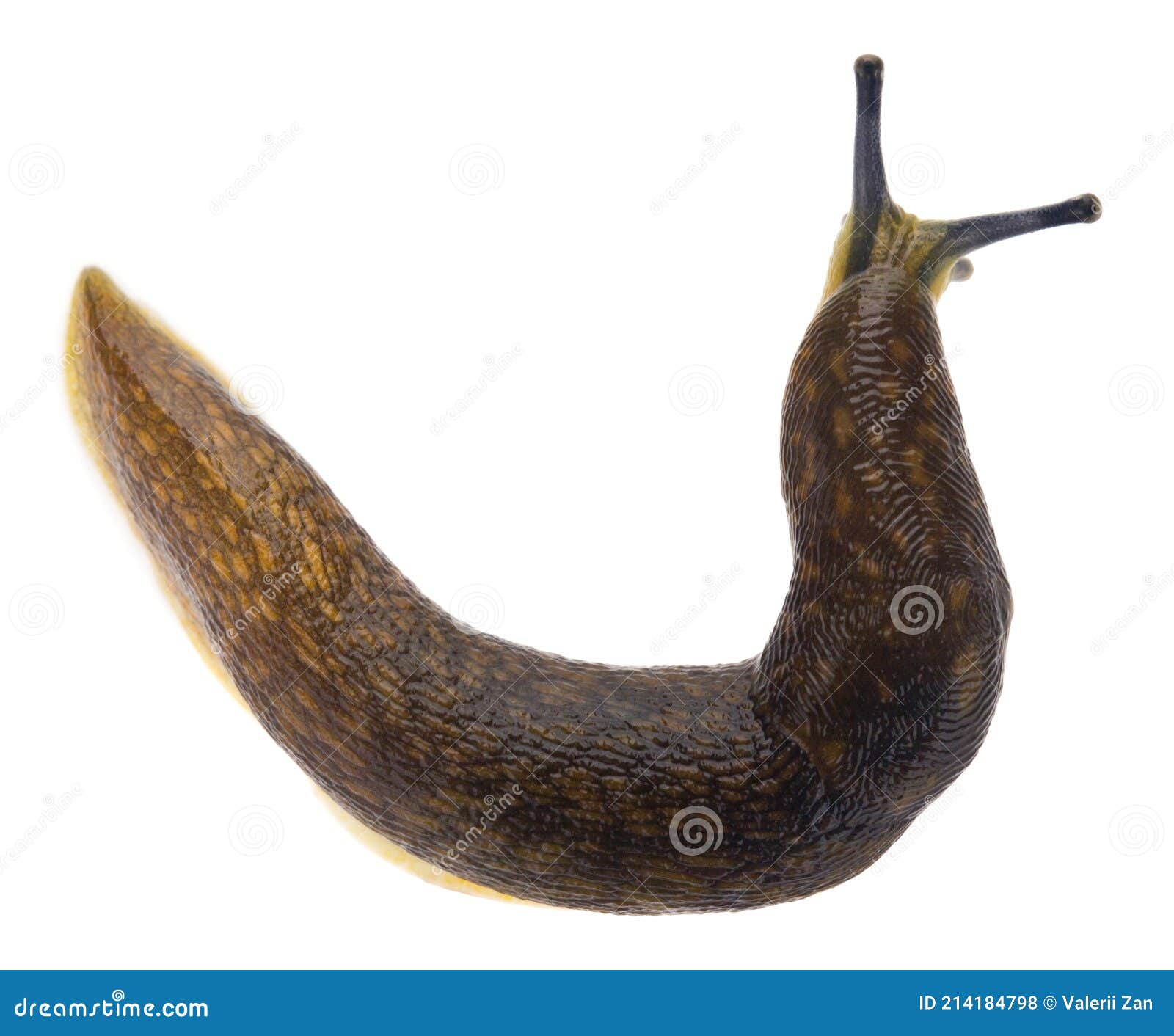 Slug Isolated on a White Background Close-up Stock Photo - Image of ...