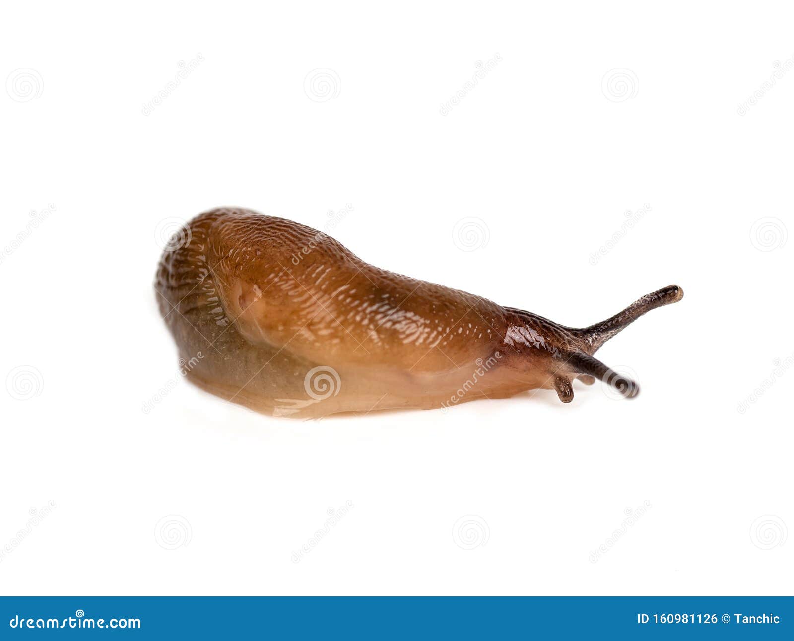 Slug Isolated on a White Background Stock Photo - Image of mucus ...
