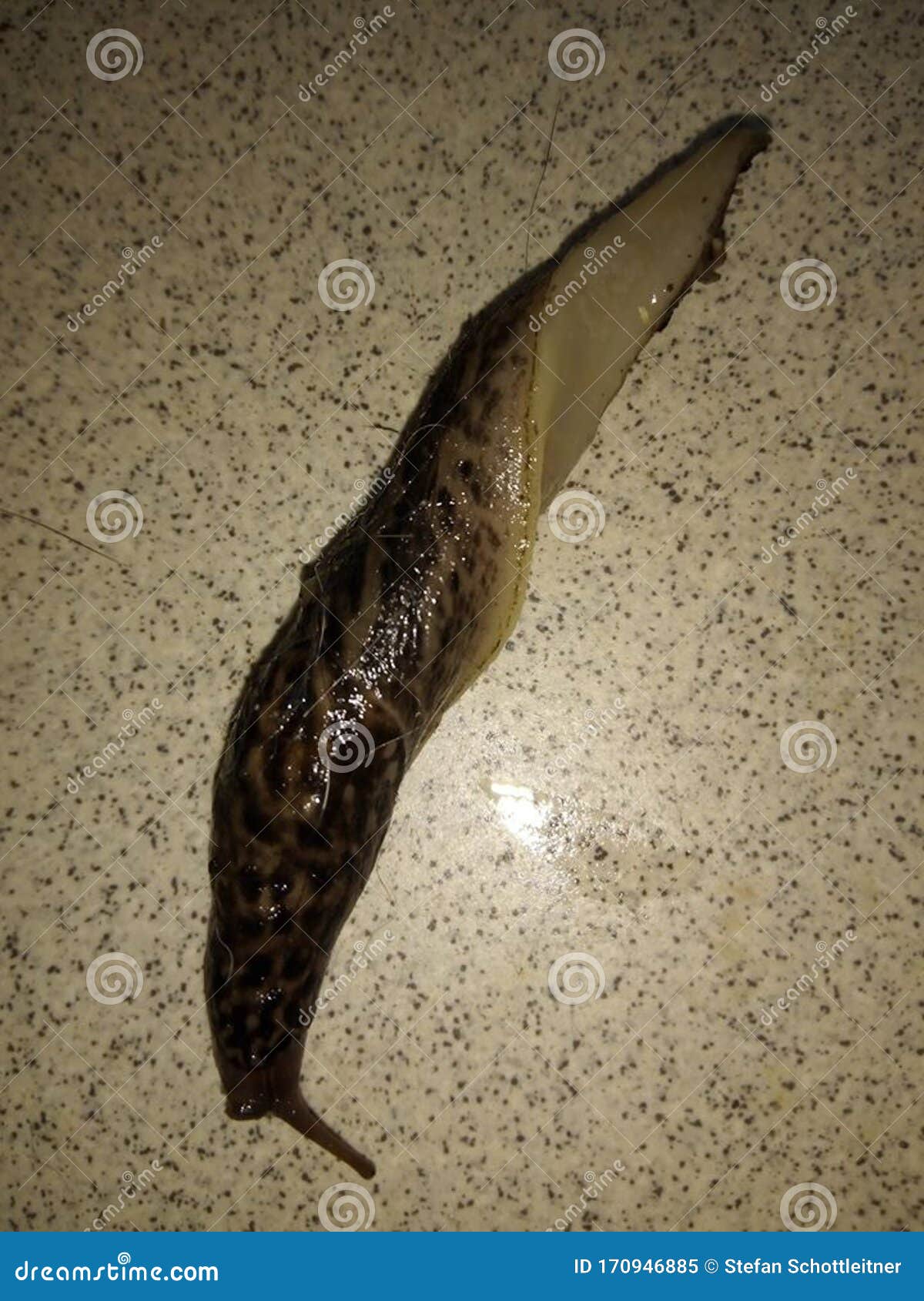 A slug in the kitchen stock image. Image of molluscs - 170946885
