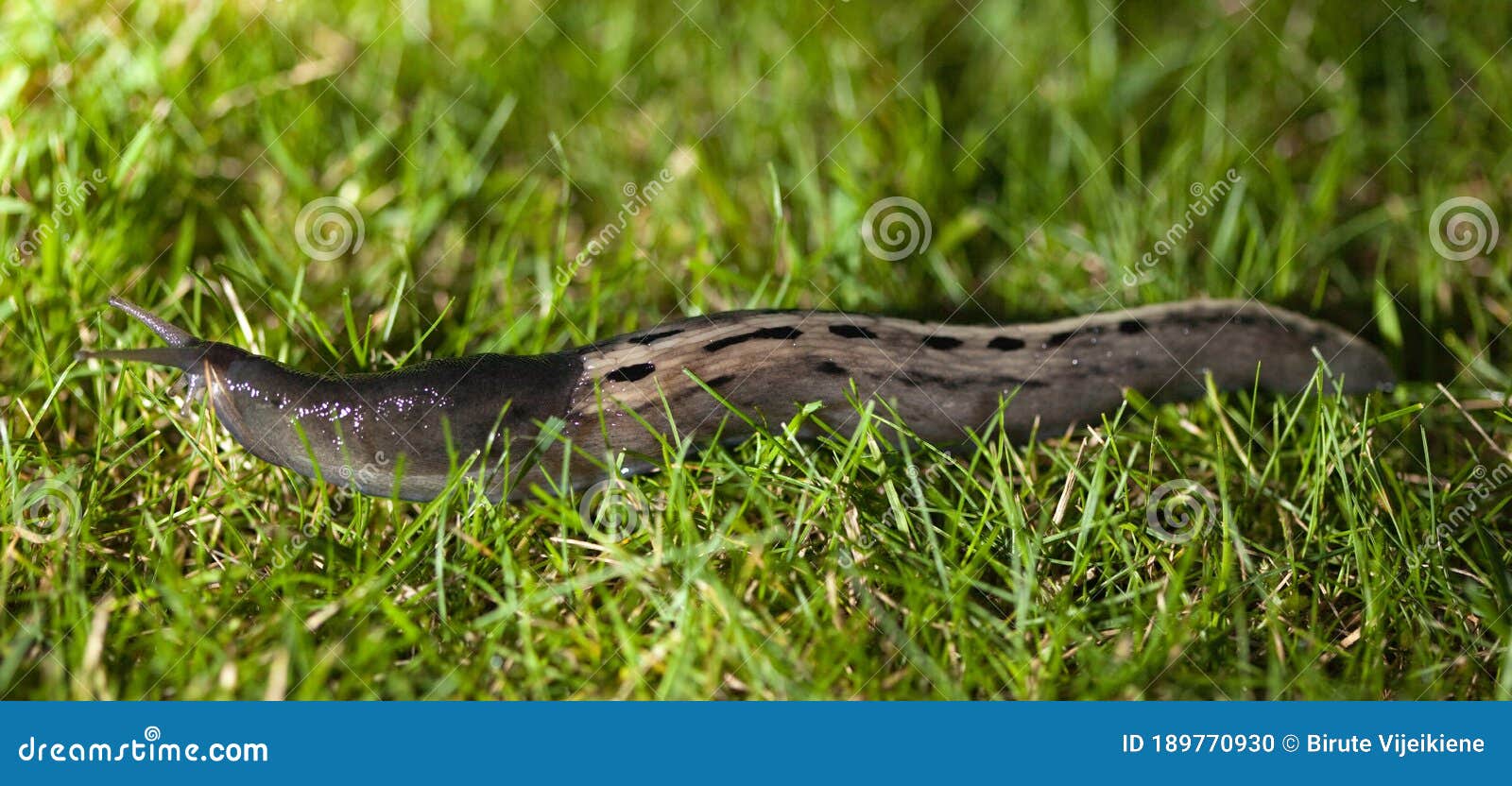 Slug stock photo. Image of grass, mantle, fauna, greenland - 189770930
