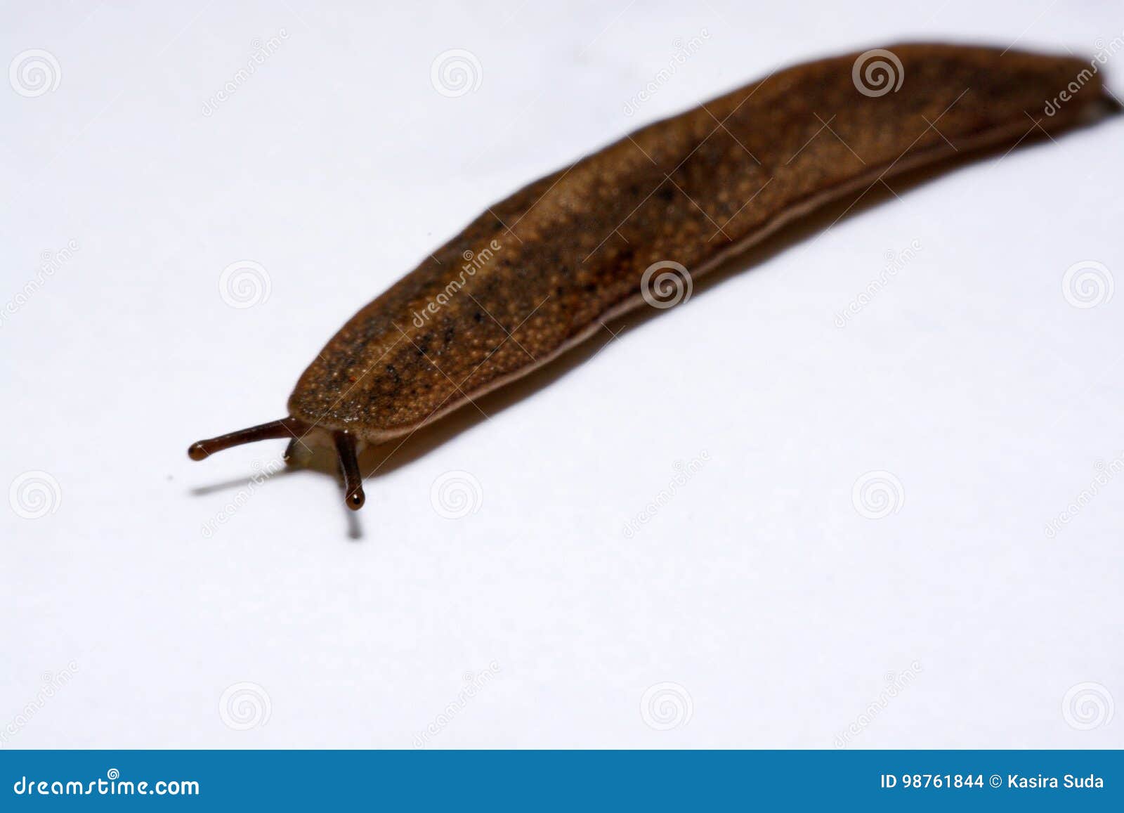 Slug Land Slug Isolated On White Background. Royalty-Free Stock Photo ...