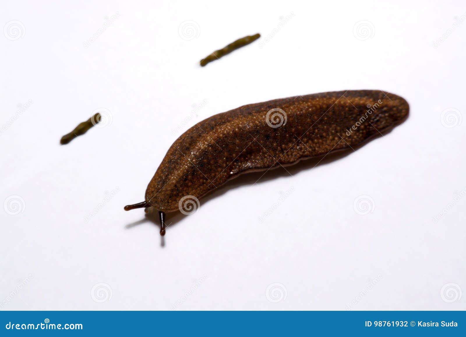 Slug Land Slug Isolated On White Background. Royalty-Free Stock Photo ...