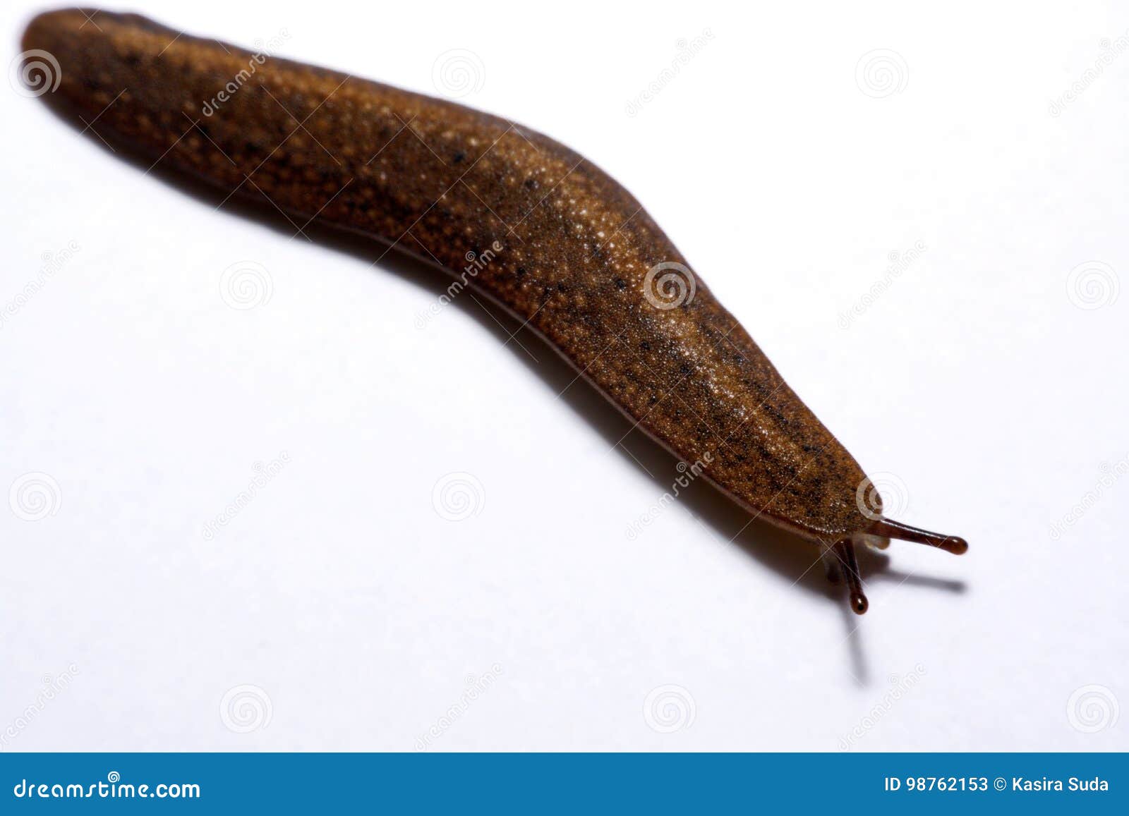 Slug Land Slug Isolated On White Background. Royalty-Free Stock Photo ...
