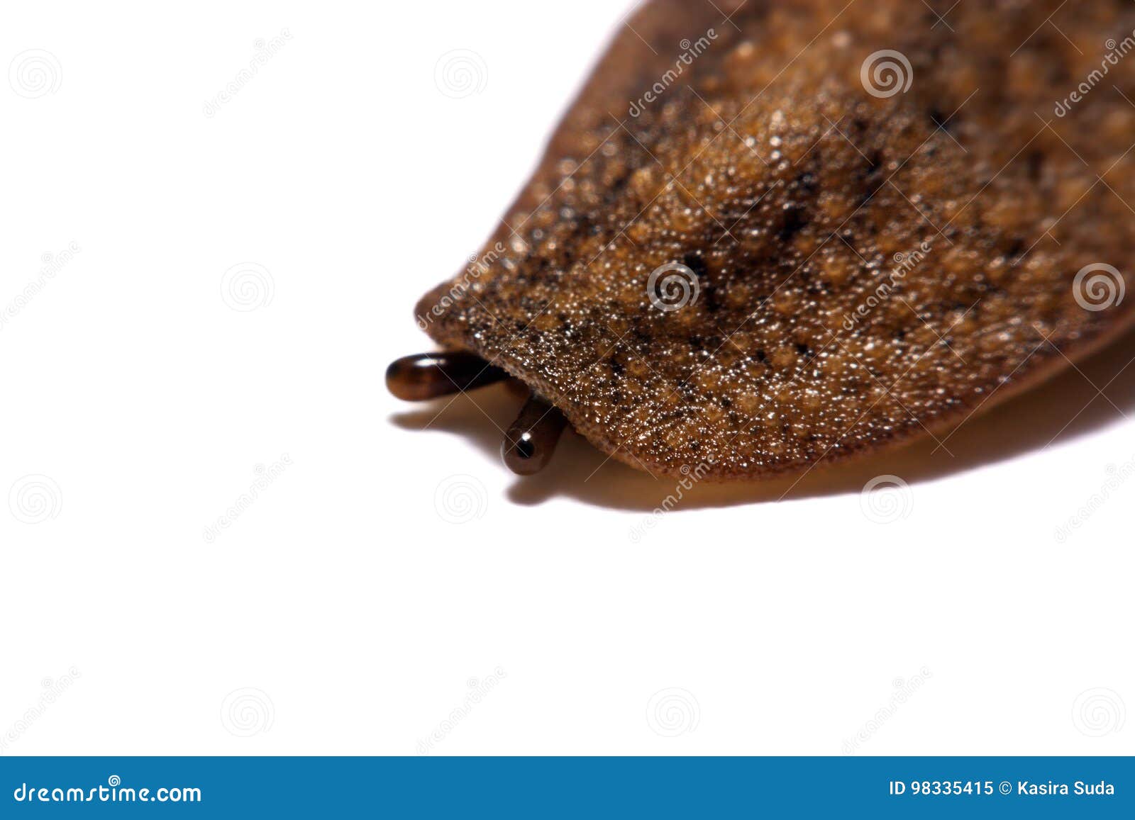 Slug Land Slug Isolated On White Background. Royalty-Free Stock Photo ...