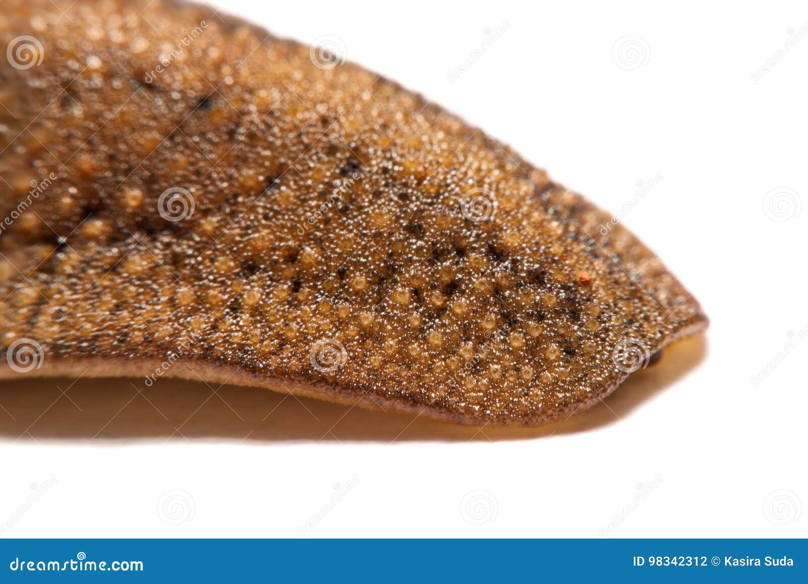 Slug Land Slug Isolated On White Background. Royalty-Free Stock Photo ...