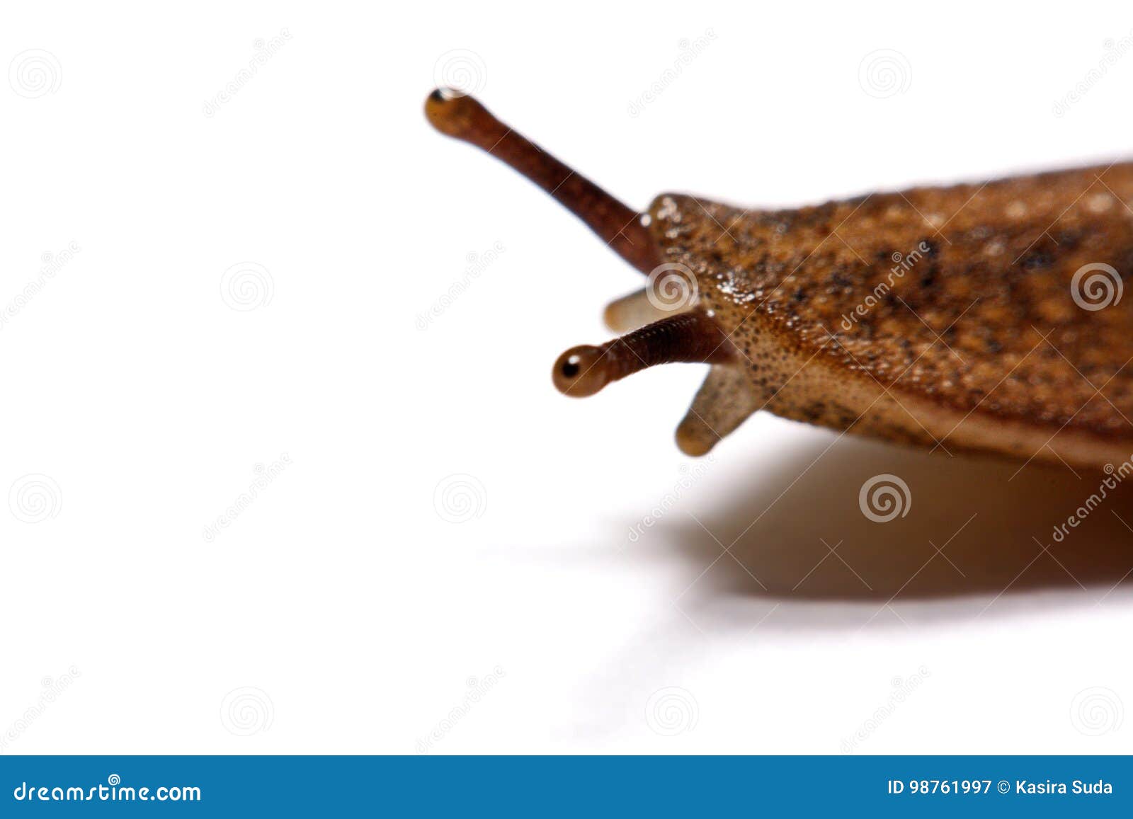 Slug Land Slug Isolated On White Background. Royalty-Free Stock Photo ...
