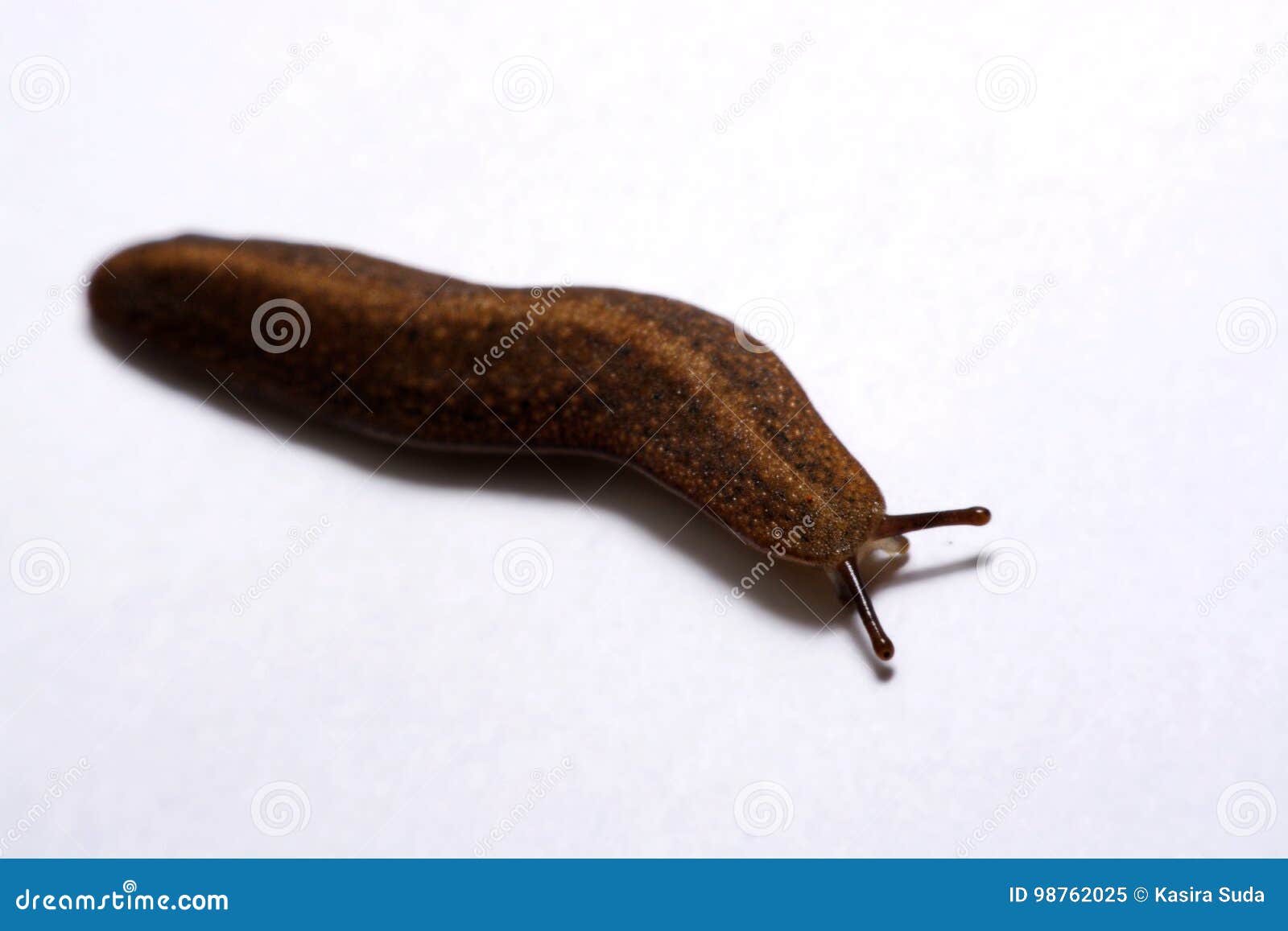 Slug Land Slug Isolated On White Background. Royalty-Free Stock Photo ...