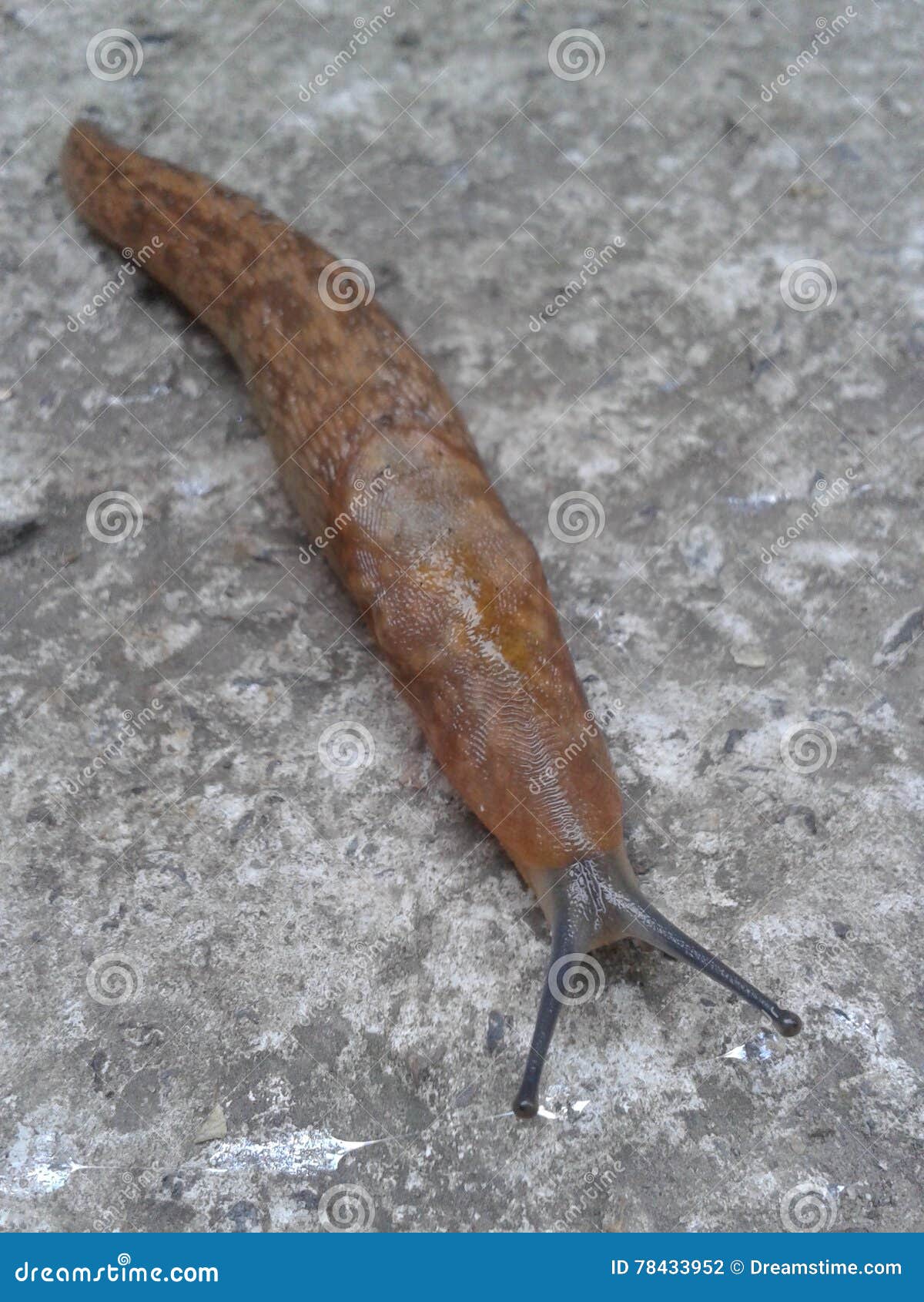 Slug stock photo. Image of antennae, brown, slug, mucus - 78433952