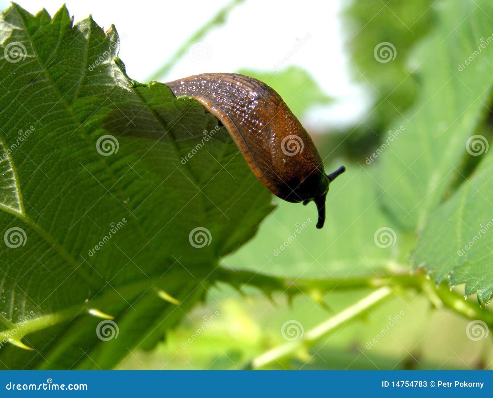 Slug on the leaf stock image. Image of decorative, natural - 14754783