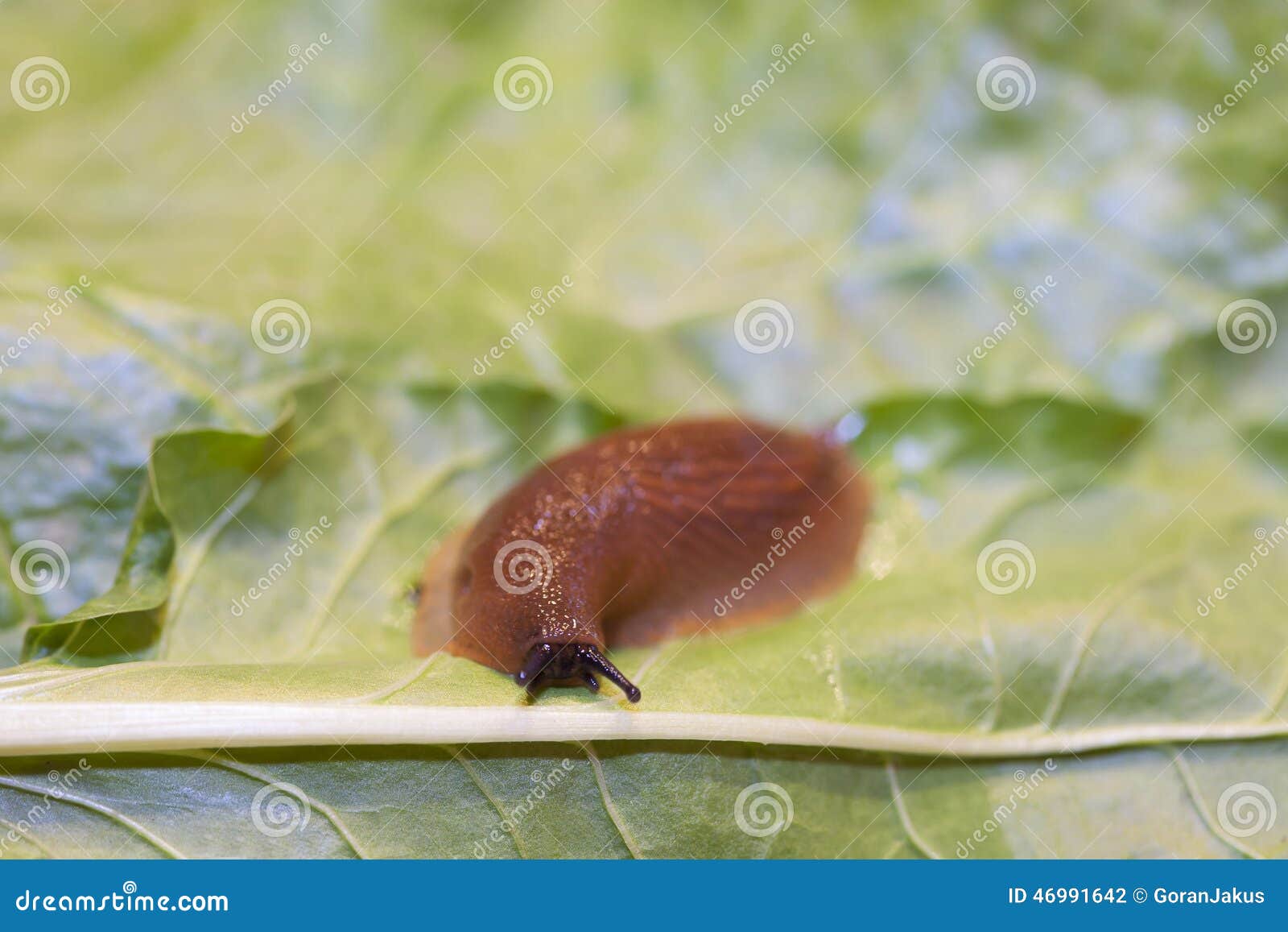 Slug on leaf stock photo. Image of outside, animal, field - 46991642