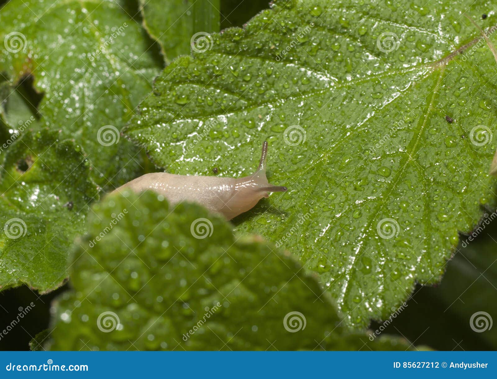 Slug on Leaf stock photo. Image of brown, moist, gastropod - 85627212