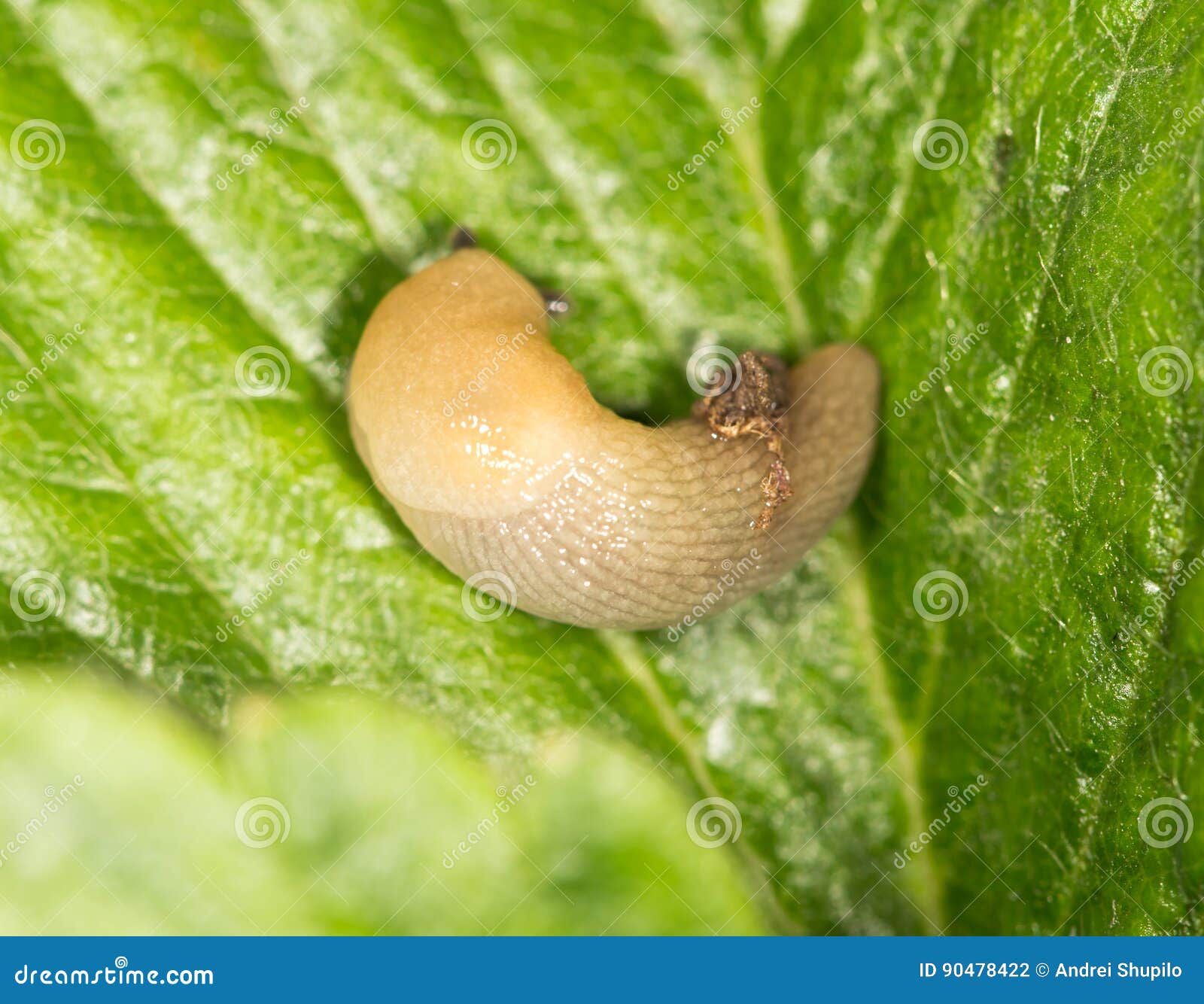 Slug on a Leaf in the Nature. Stock Photo - Image of flora, flower ...