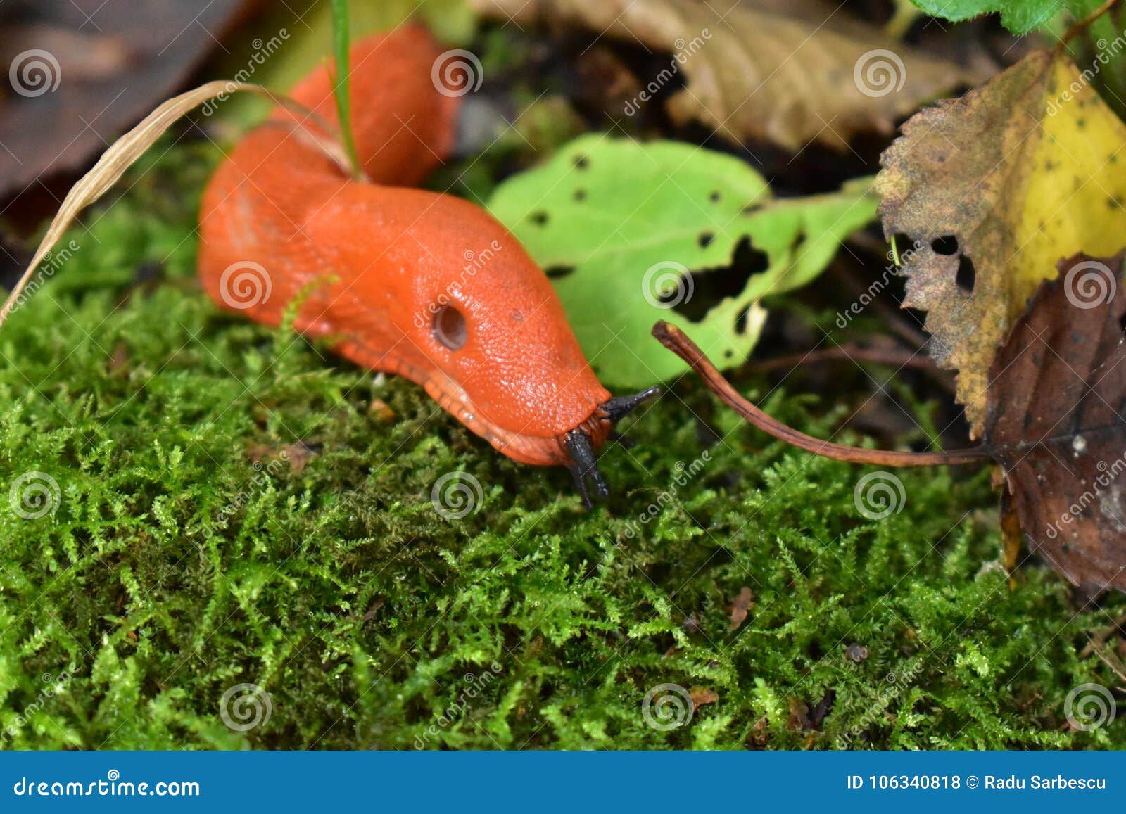 Slug On A Leaf Royalty-Free Stock Photography | CartoonDealer.com #19564691