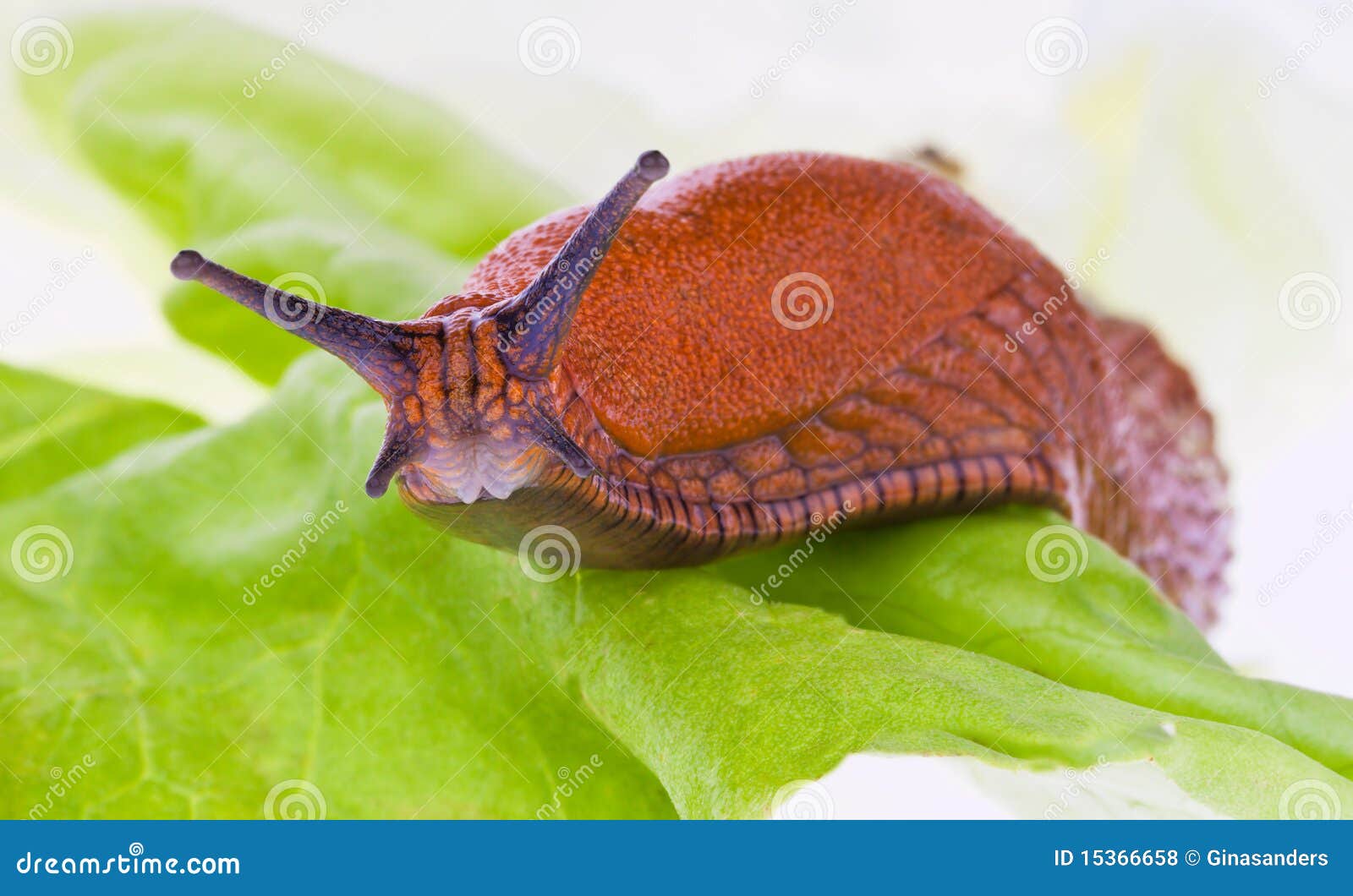 Slug on lettuce leaf stock photo. Image of lusitanicus - 15366658