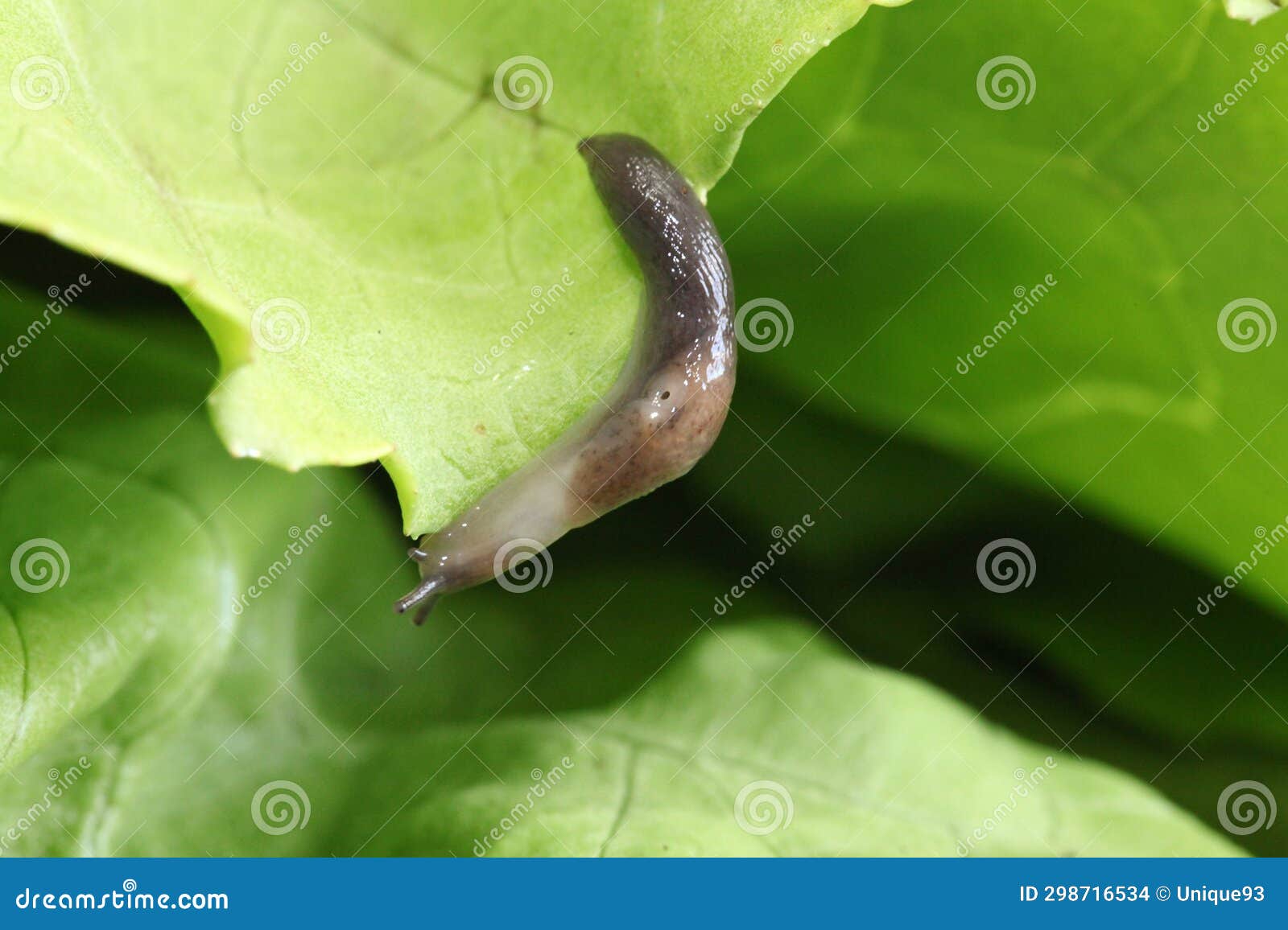 Slug on a lettuce leaf stock photo. Image of removal - 298716534