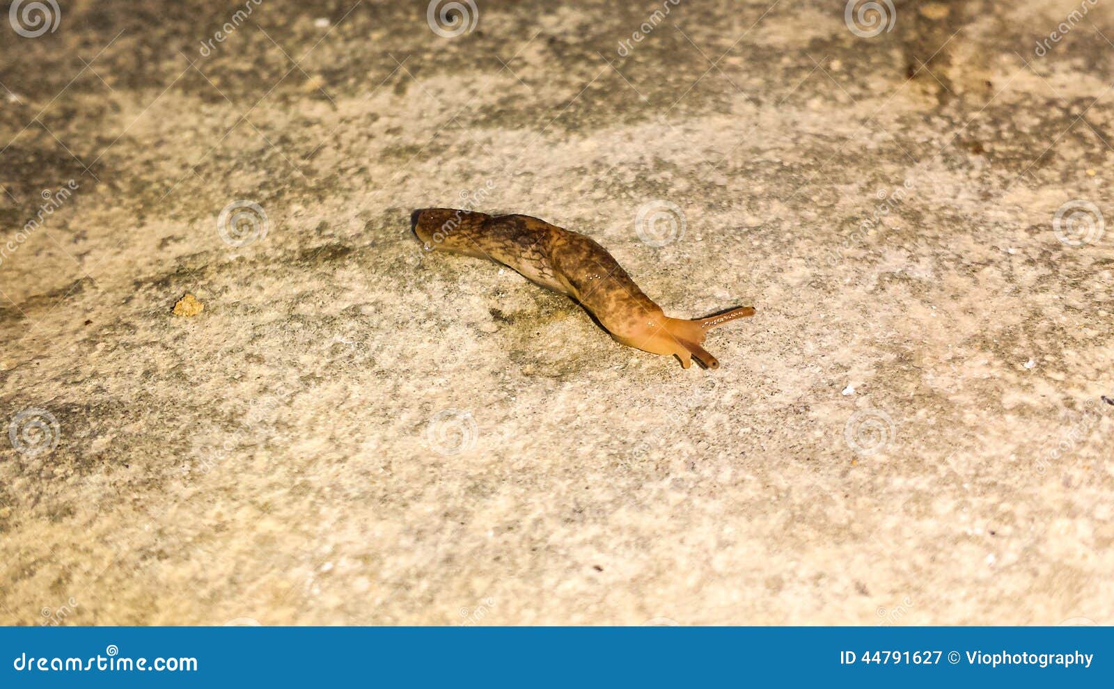 Slug (Limax) stock image. Image of limax, slug, texture - 44791627