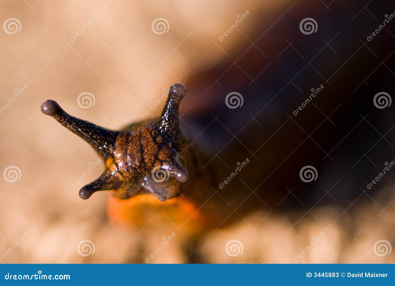 Slug With Horns On A Leaf Royalty-Free Stock Photography ...