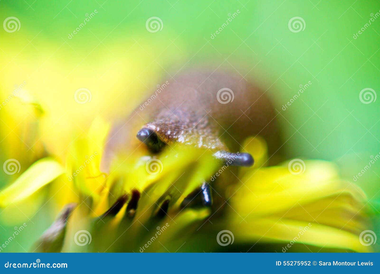 Slug stock photo. Image of slug, plant, insect, animal - 55275952