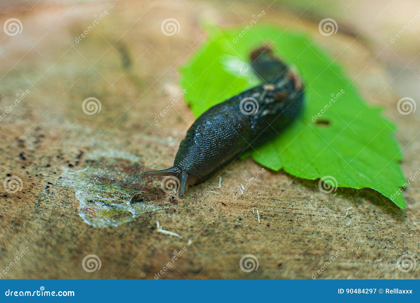 Slug stock image. Image of cockchafer, greenery, leaf - 90484297