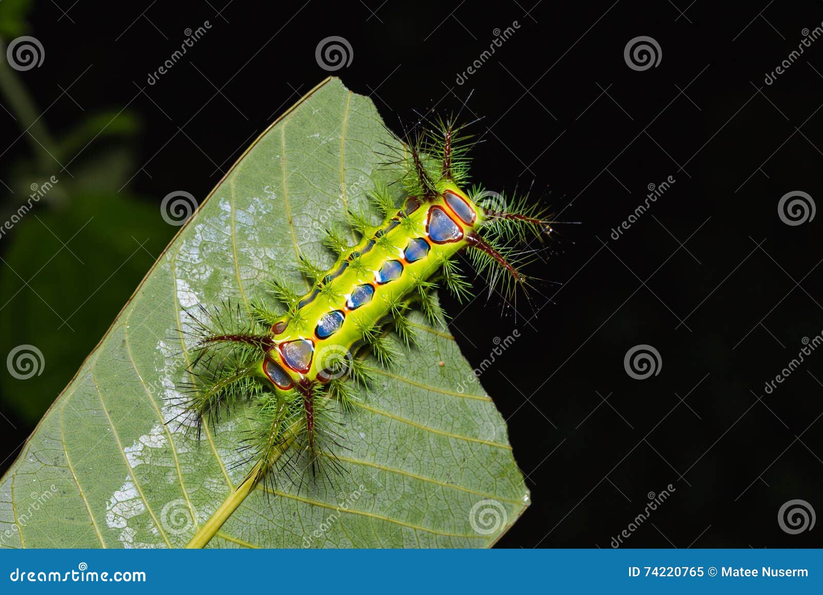 Slug moth caterpillar stock image. Image of entomology - 74220765