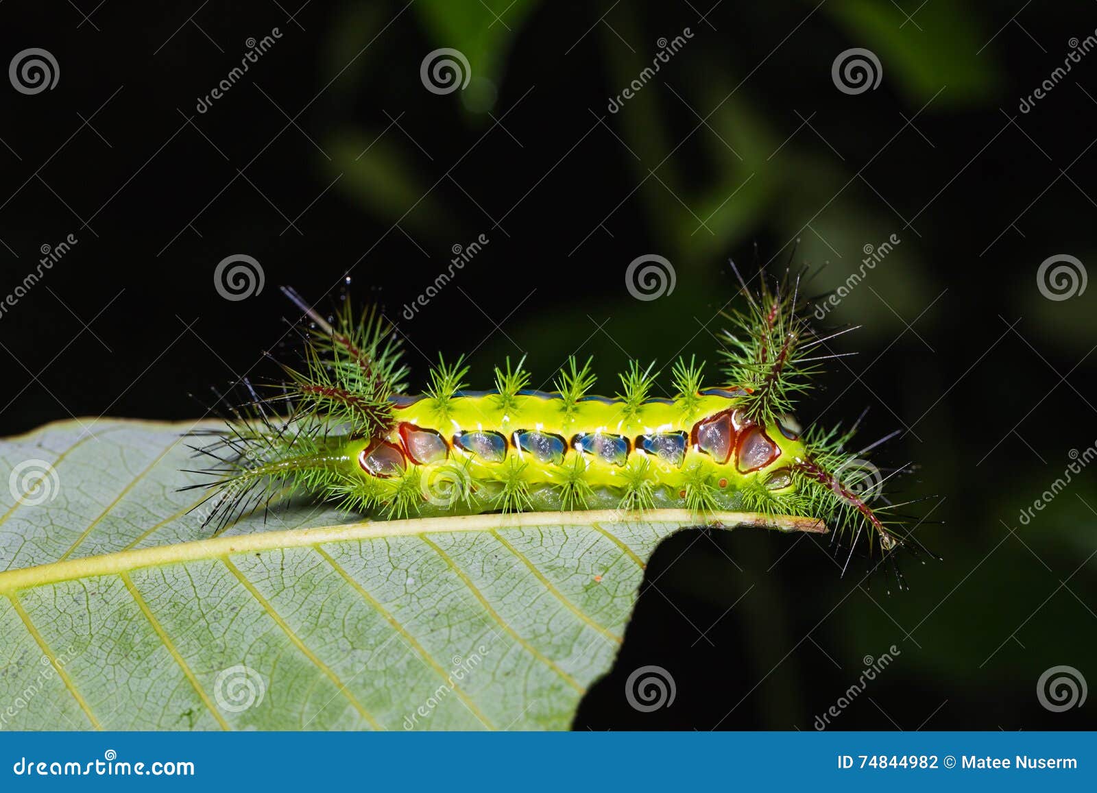 Slug moth caterpillar stock photo. Image of instar, fauna - 74844982