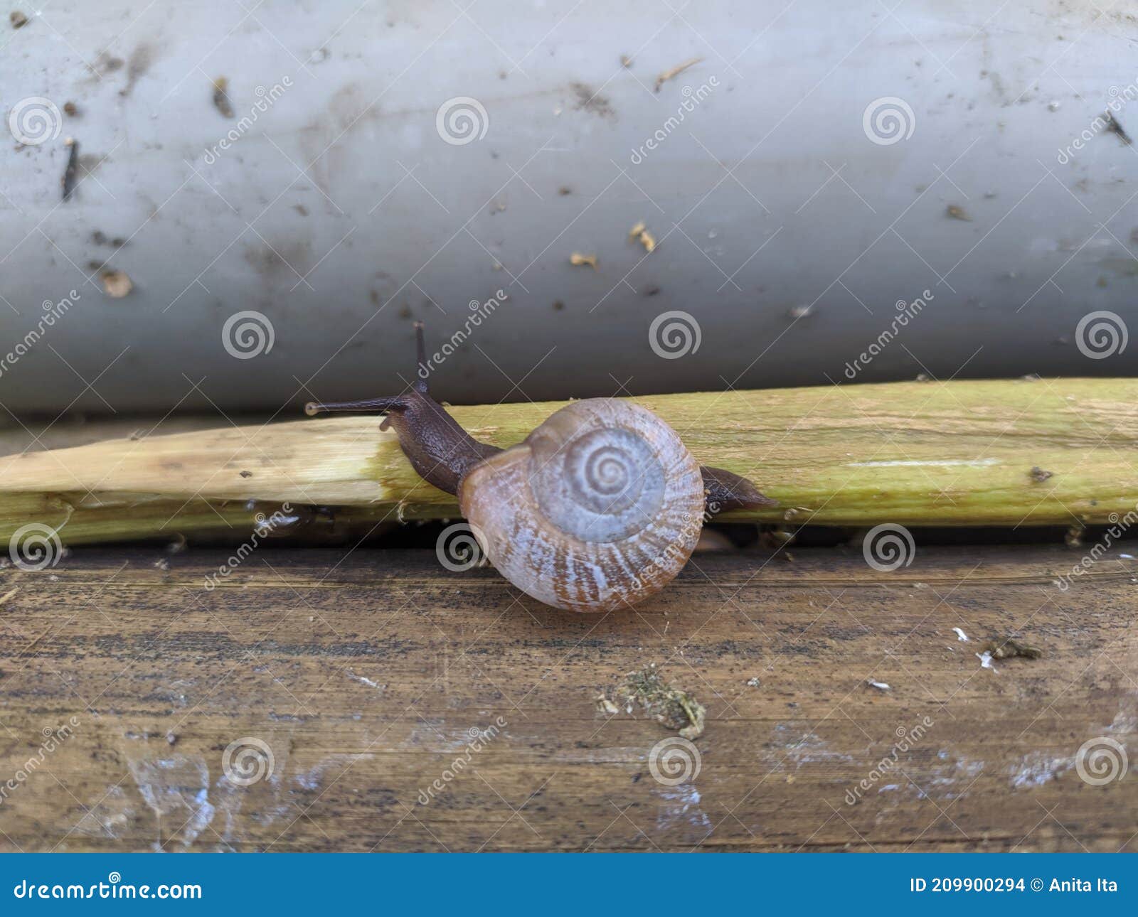 The Slug Moves by Means of a Single Thick Muscle that Functions As a ...