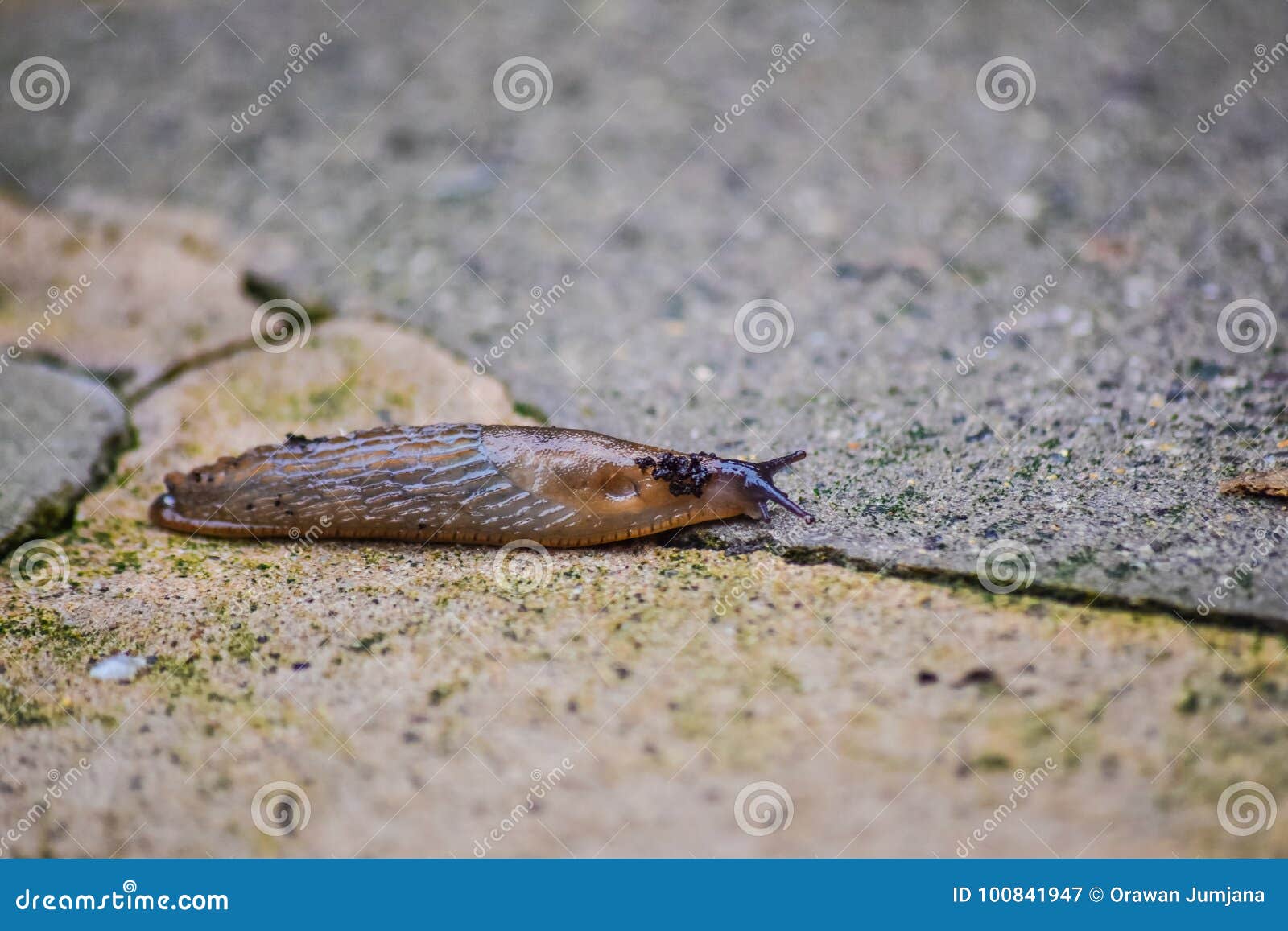 Slug is Moving on the Floor. Stock Image - Image of lusitanicus ...